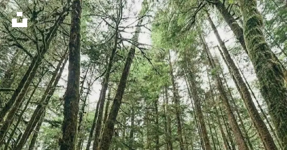 숲 한가운데에 위치한 작은 오두막 사진 Unsplash의 무료 말레이시아 이미지