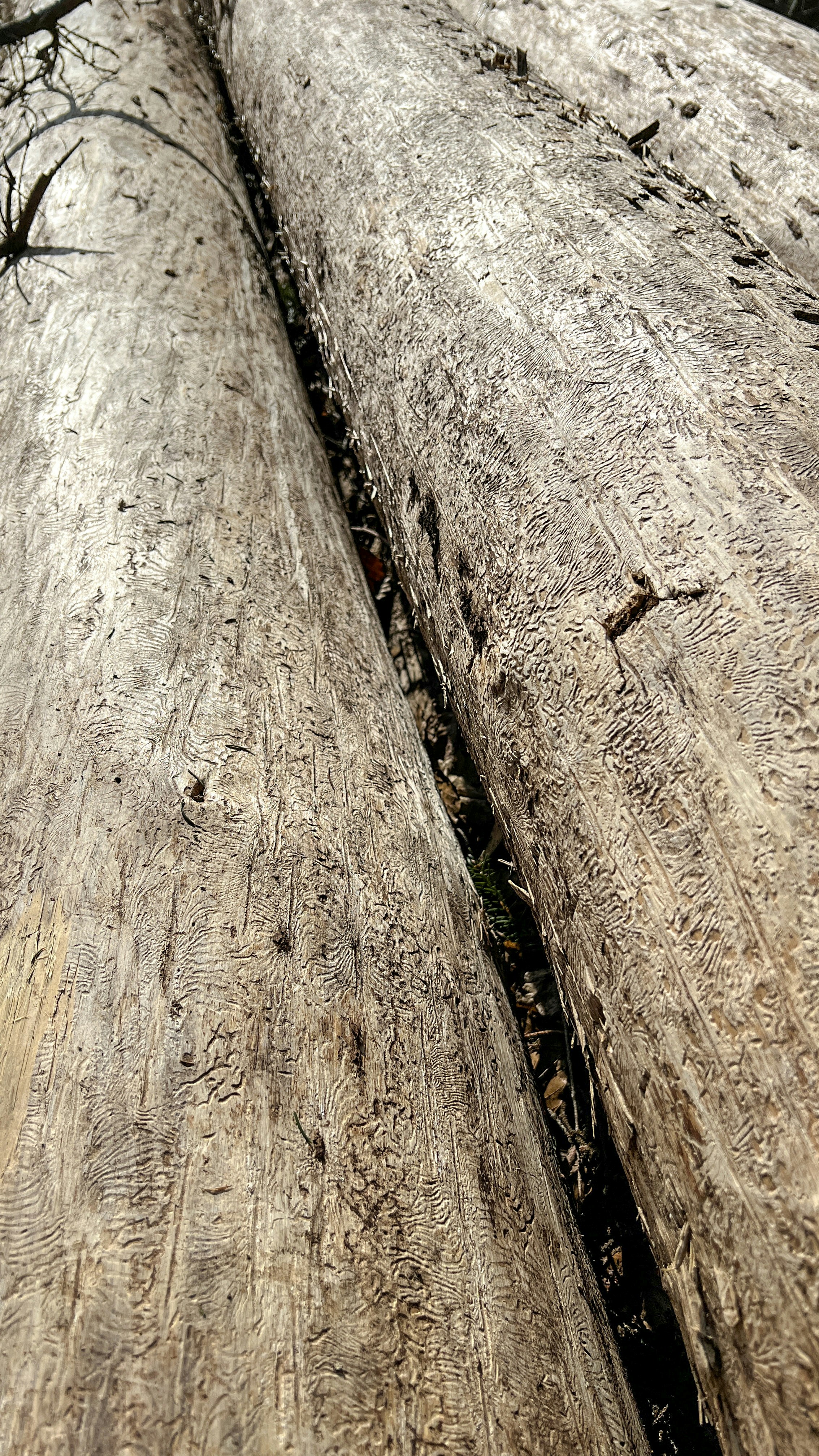 Close-up view of two fallen logs showcasing intricate textures and natural patterns. The scene highlights the beauty of organic materials in a forest setting.