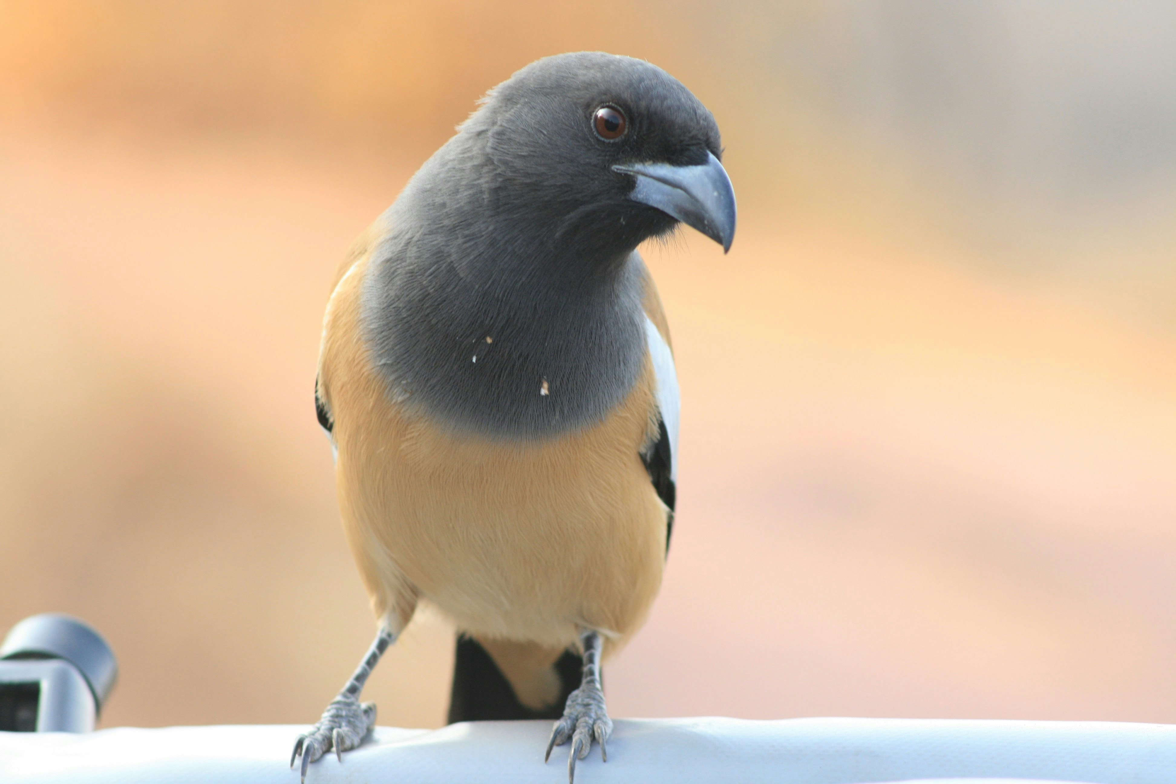 A close-up of a bird with a striking gray head and warm orange body, perched inquisitively on a railing.