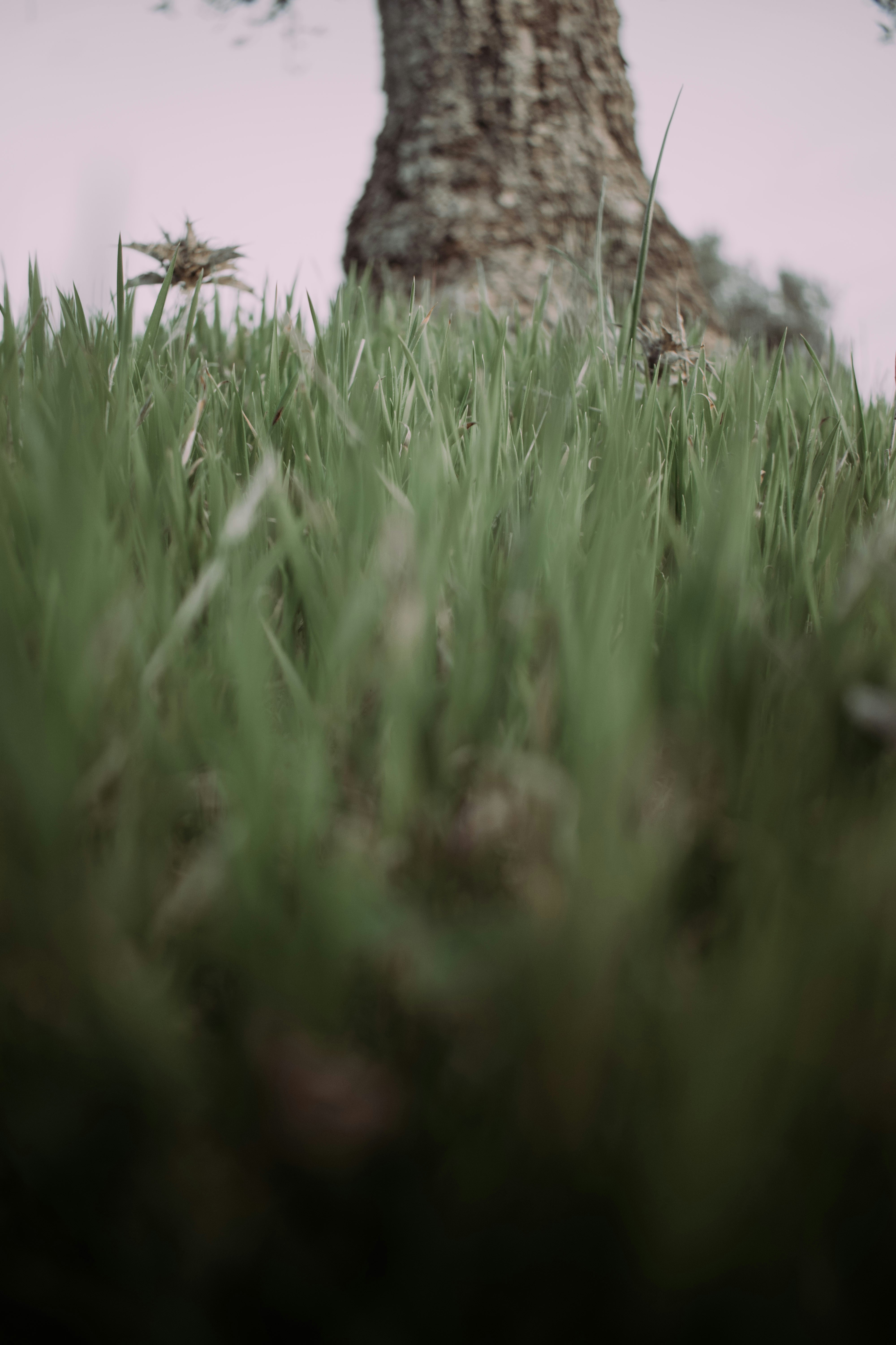 Seed Head at Grass Level: A Quiet Portrait of Grass and a Distant Trunk