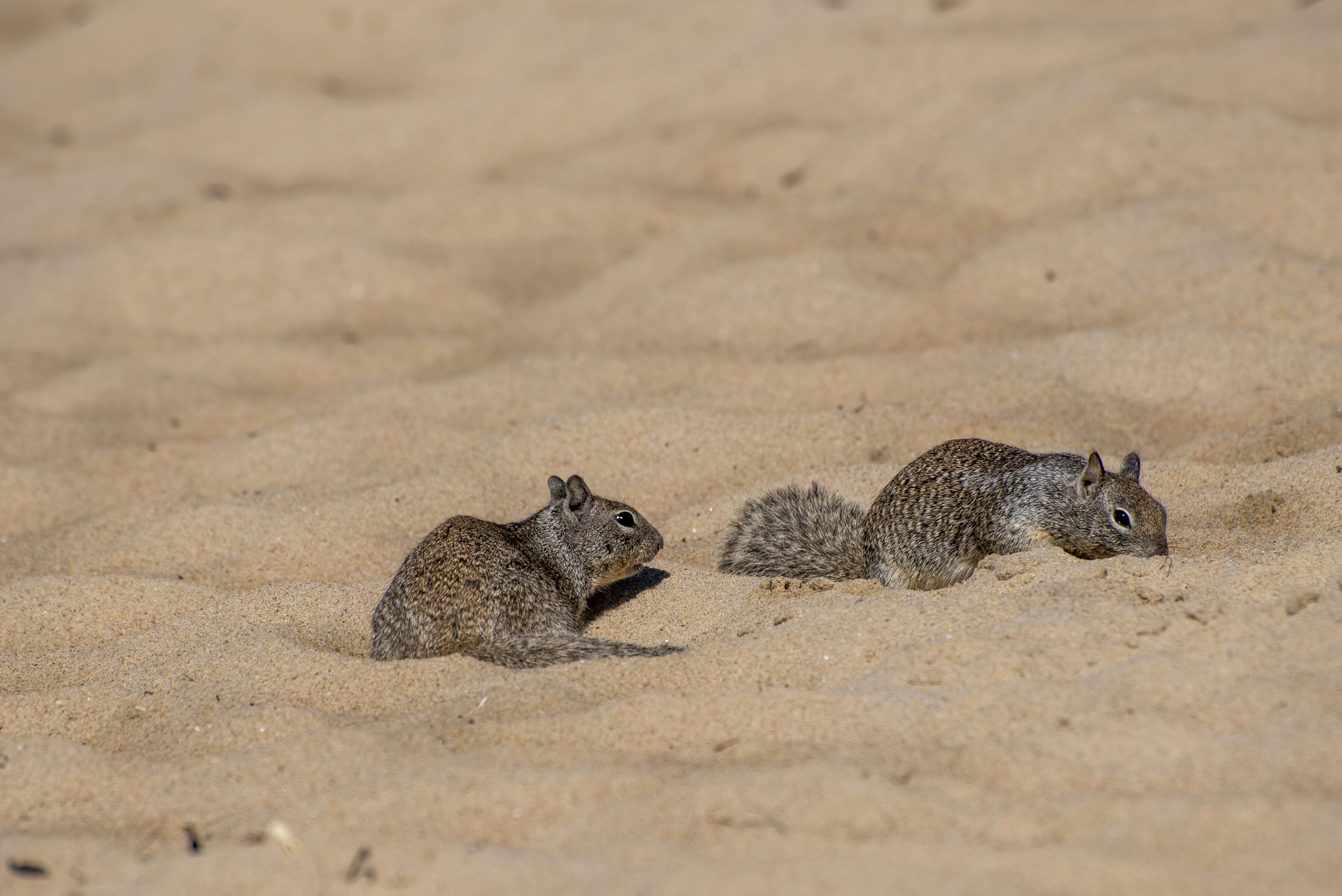 Dune Sentinels: Twin Ground Squirrels Pause on Sunlit Sand