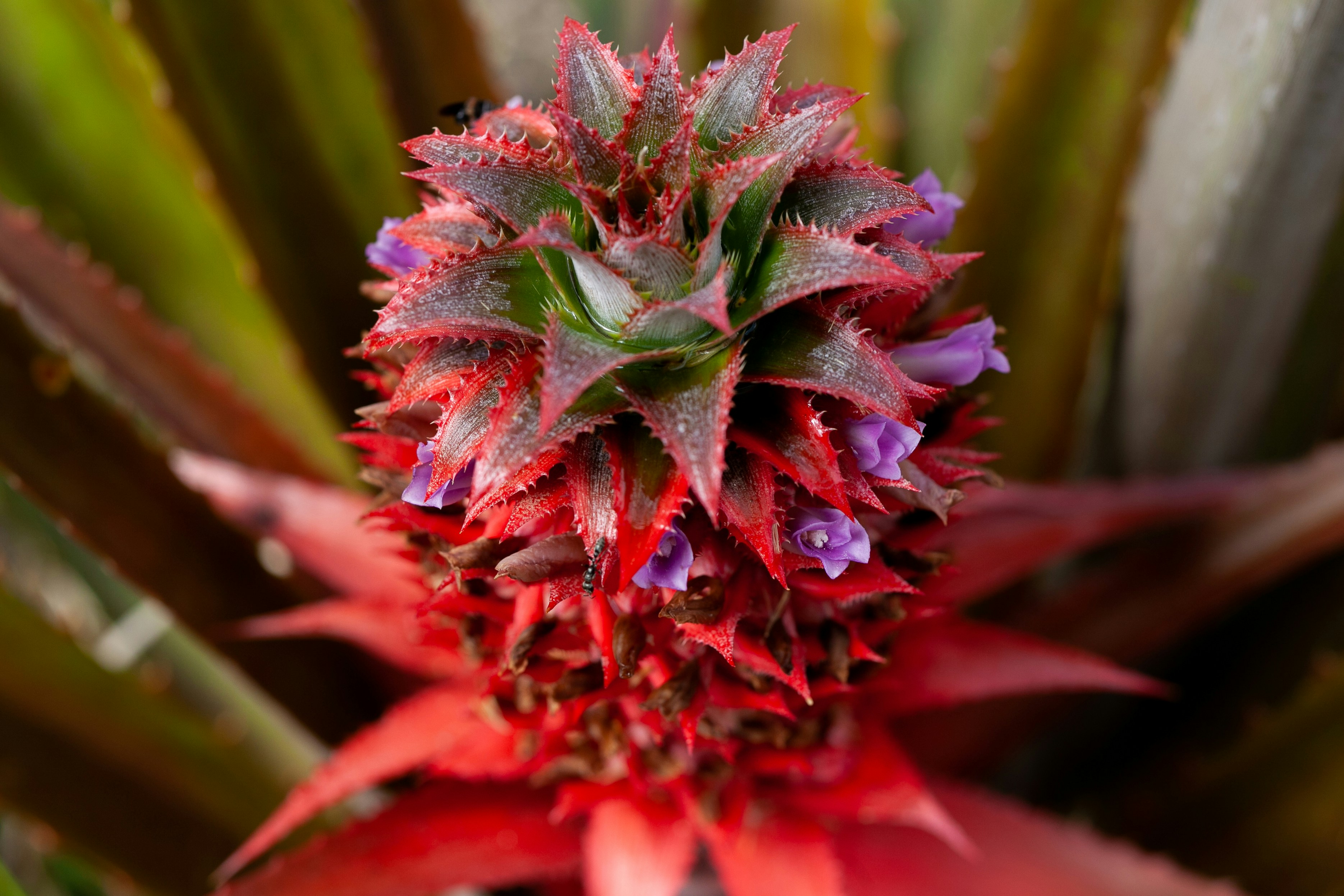 A close-up view of a pineapple flower, showcasing vibrant red and purple hues against lush green leaves. The intricate details highlight the unique beauty of this tropical plant.