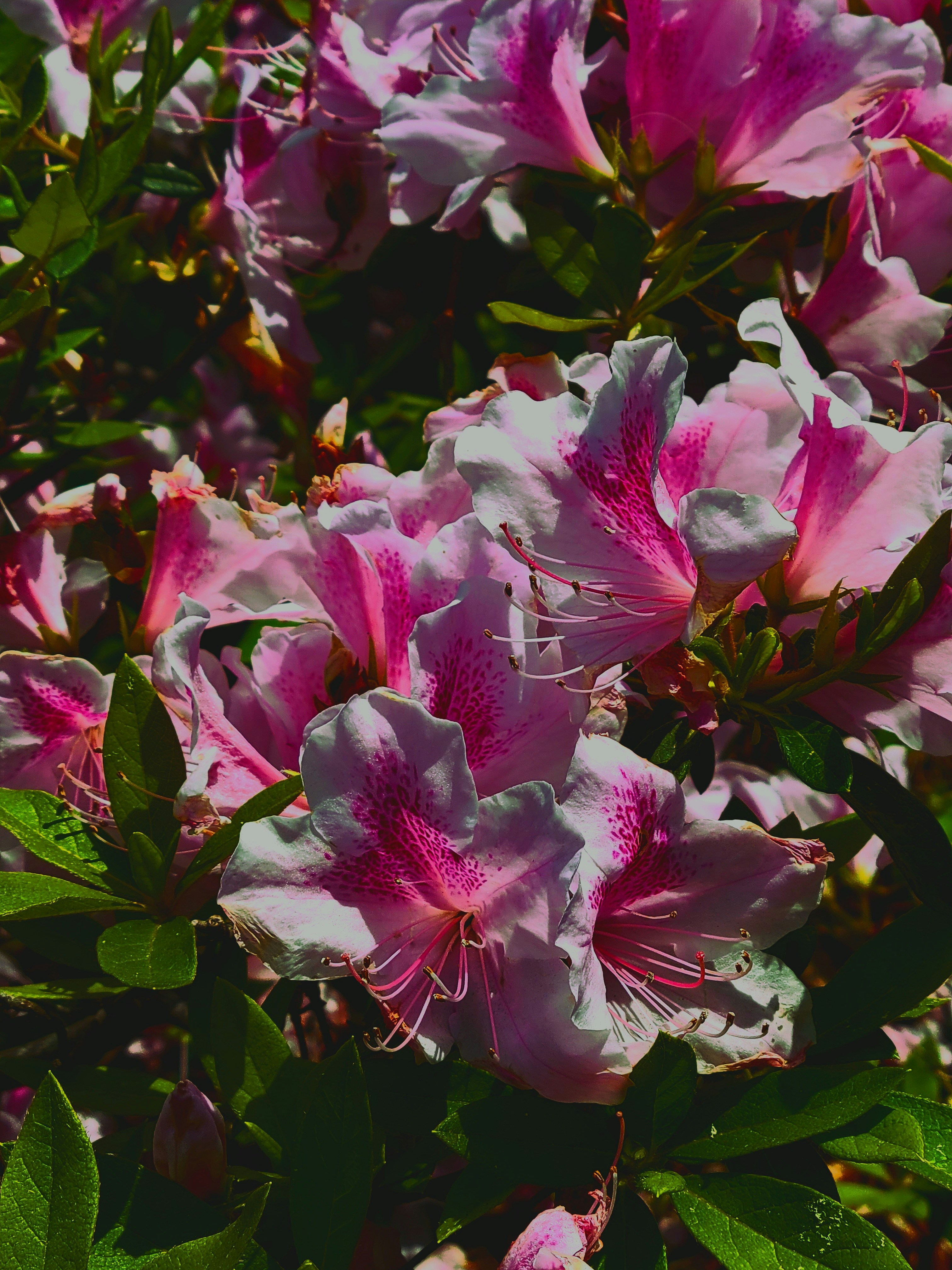 Un bouquet de fleurs roses qui fleurissent photo – Photo Fond de fleurs ...