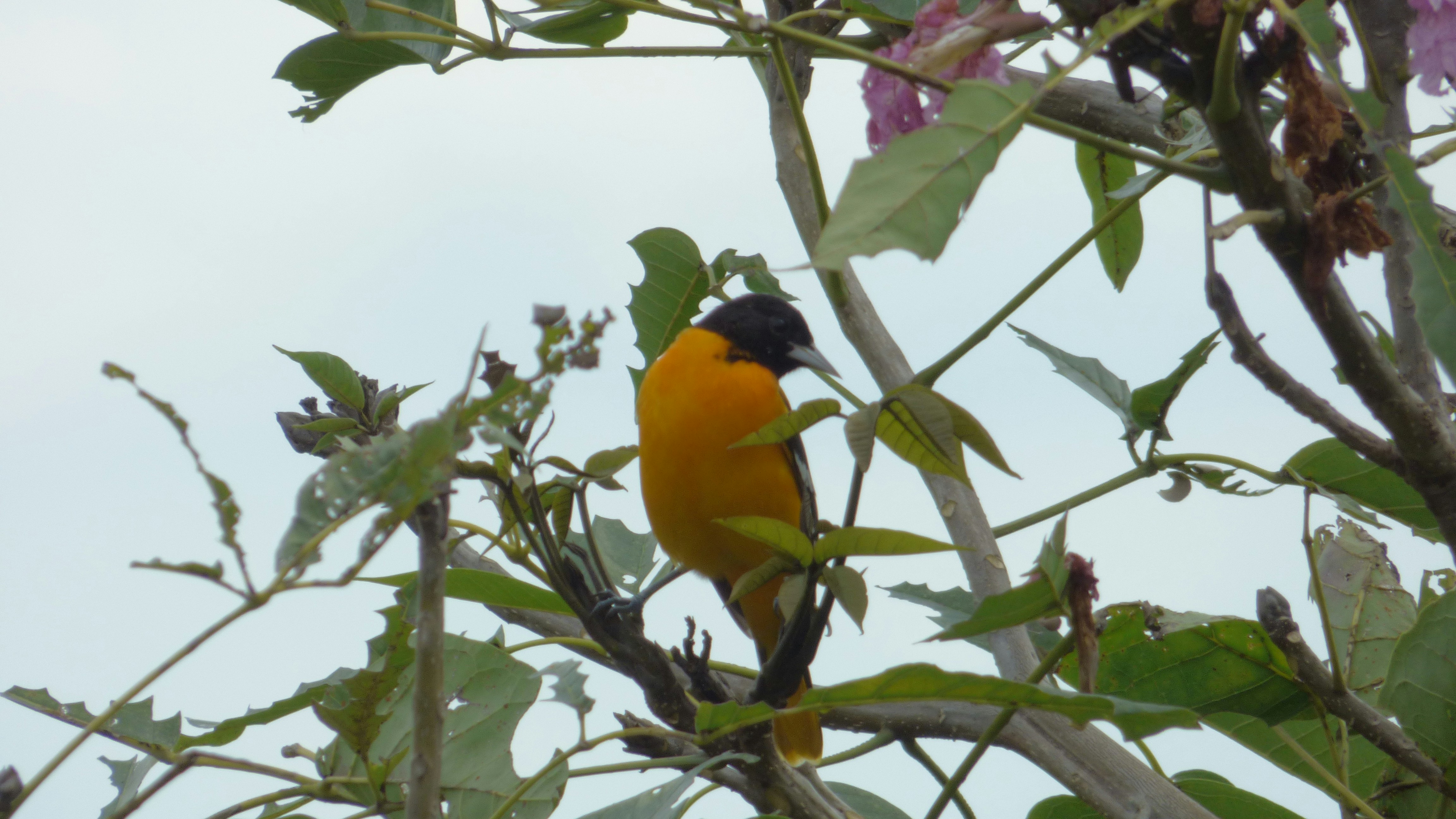 Yellow and black bird perched among green leaves and pink flowers, showcasing its vivid plumage in a natural setting.