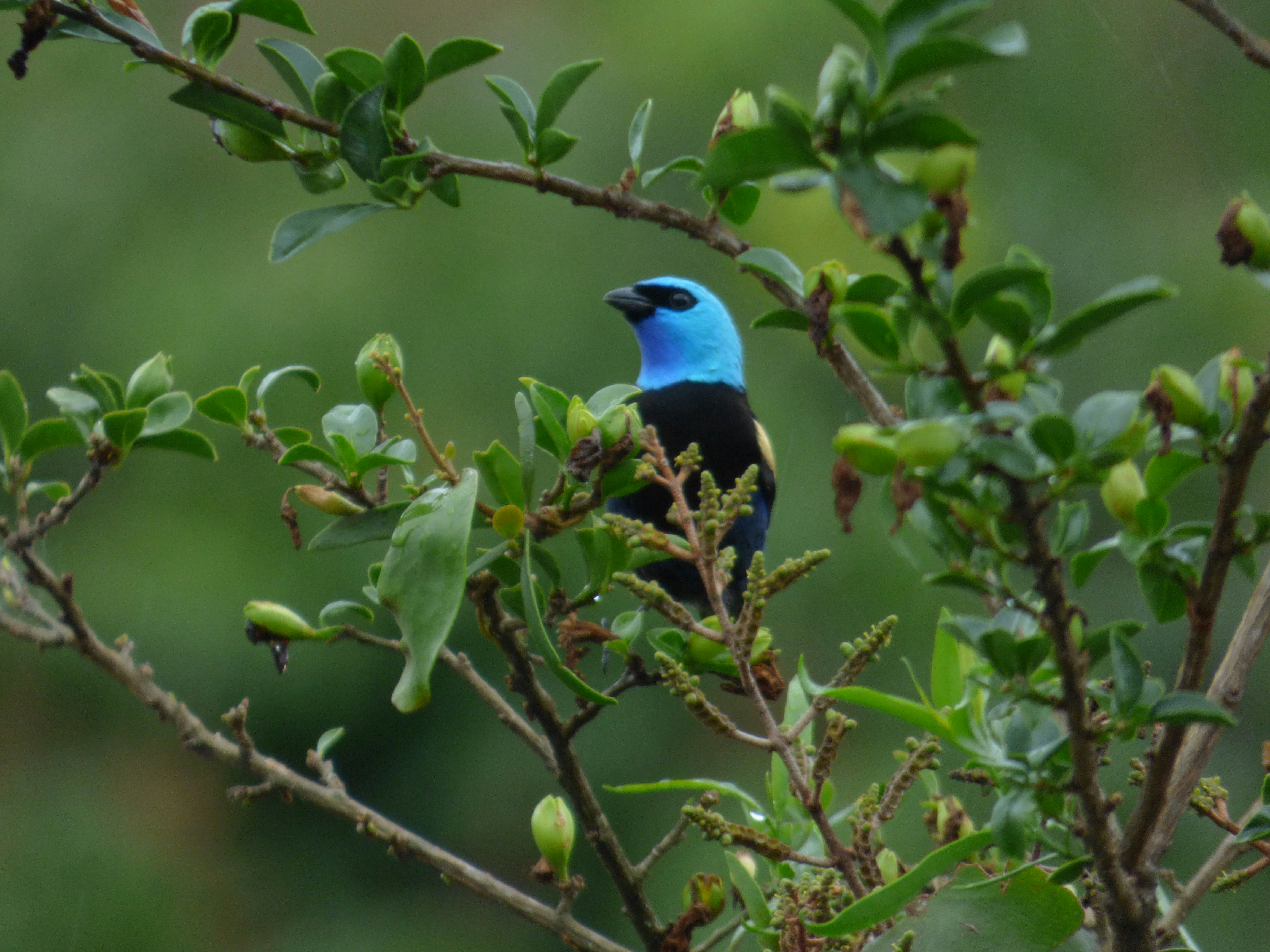 Vibrant bird perched amidst lush foliage, showcasing striking blue and black plumage against a natural backdrop.