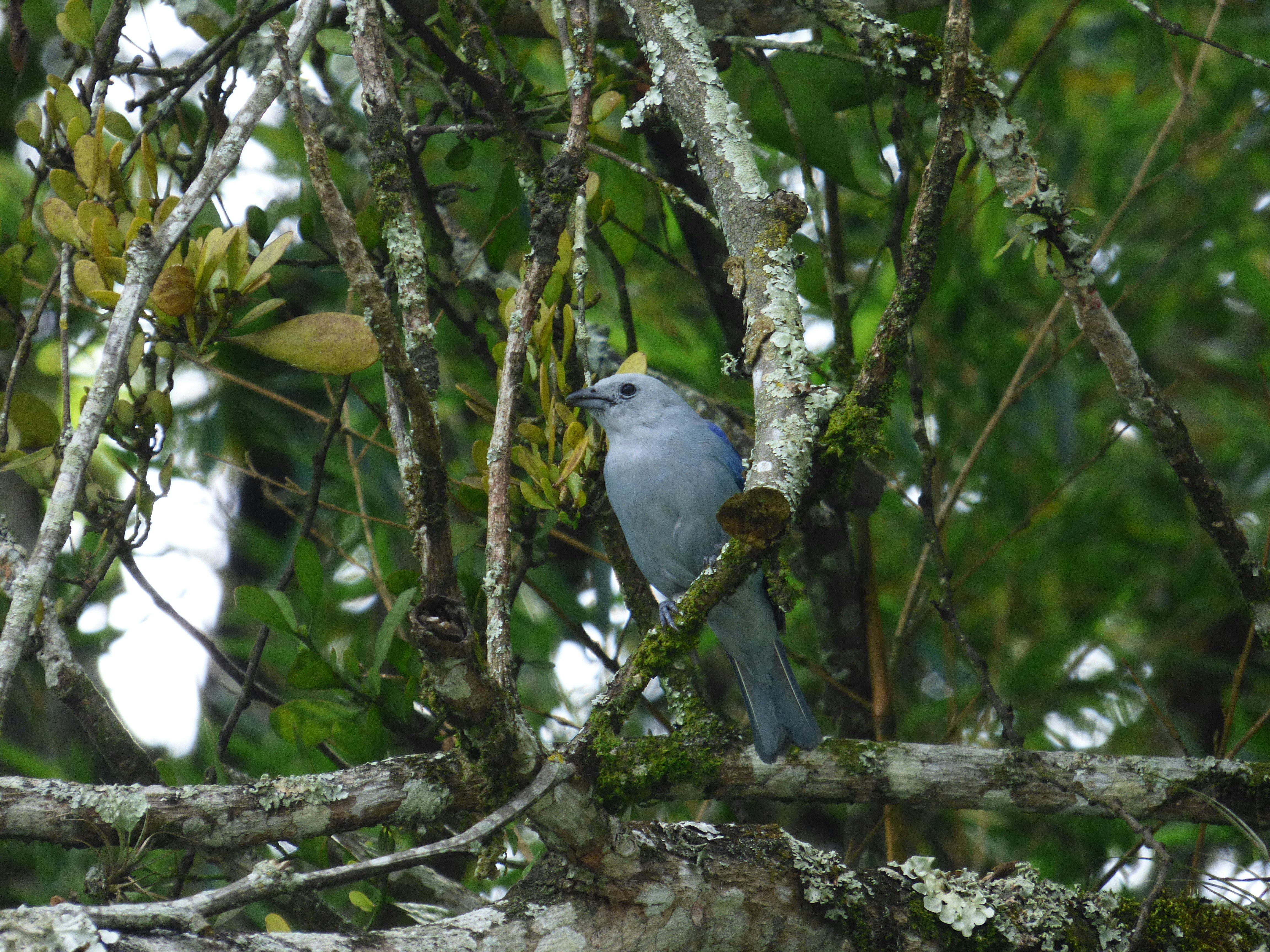 A blue-gray songbird perches on moss-covered branches within a dense green canopy, highlighting camouflage and delicate plumage.