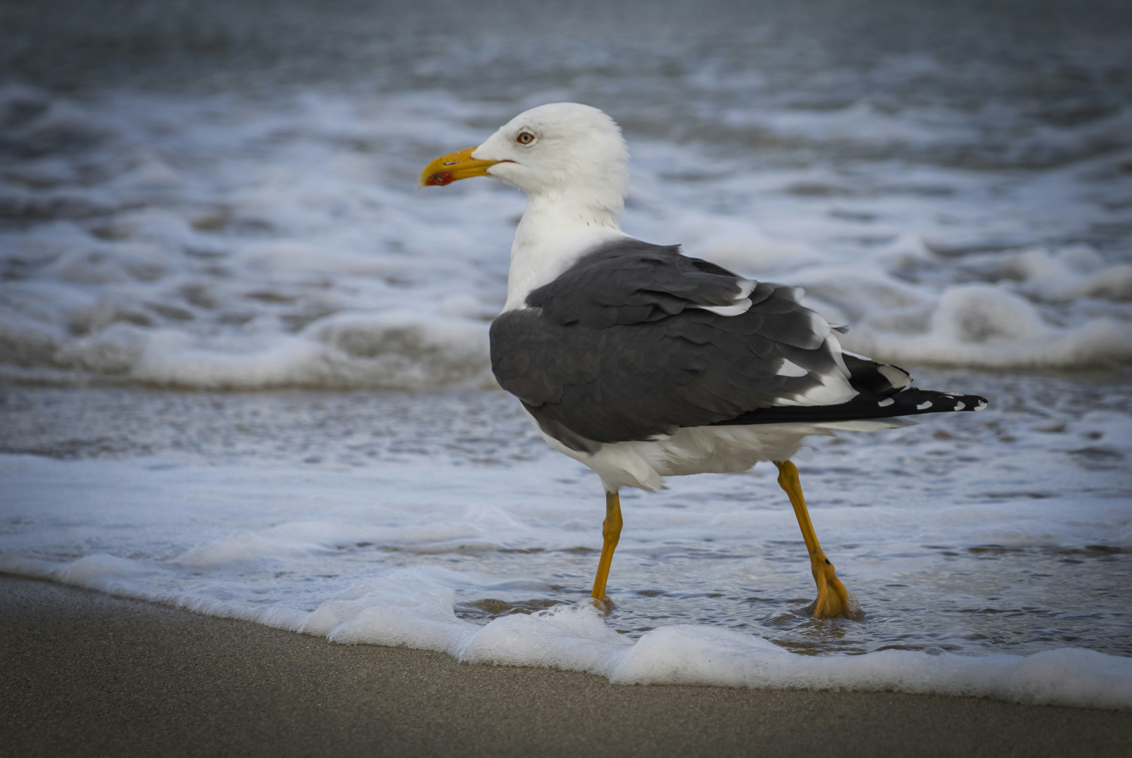 A seagull standing in the surf at the beach photo – Free Bird Image on ...