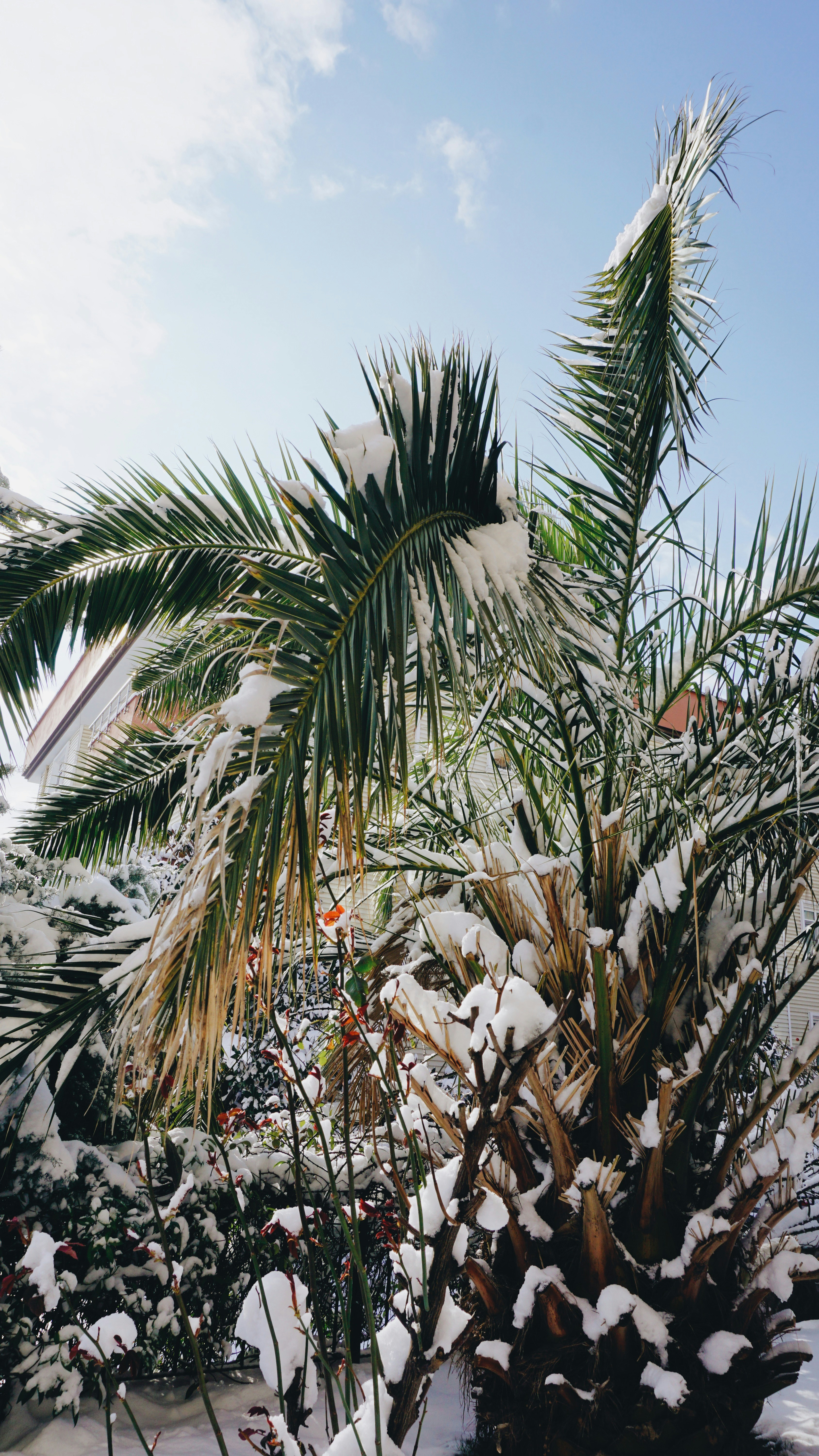 Snow-Kissed Palm Fronds Against a Clear Winter Sky