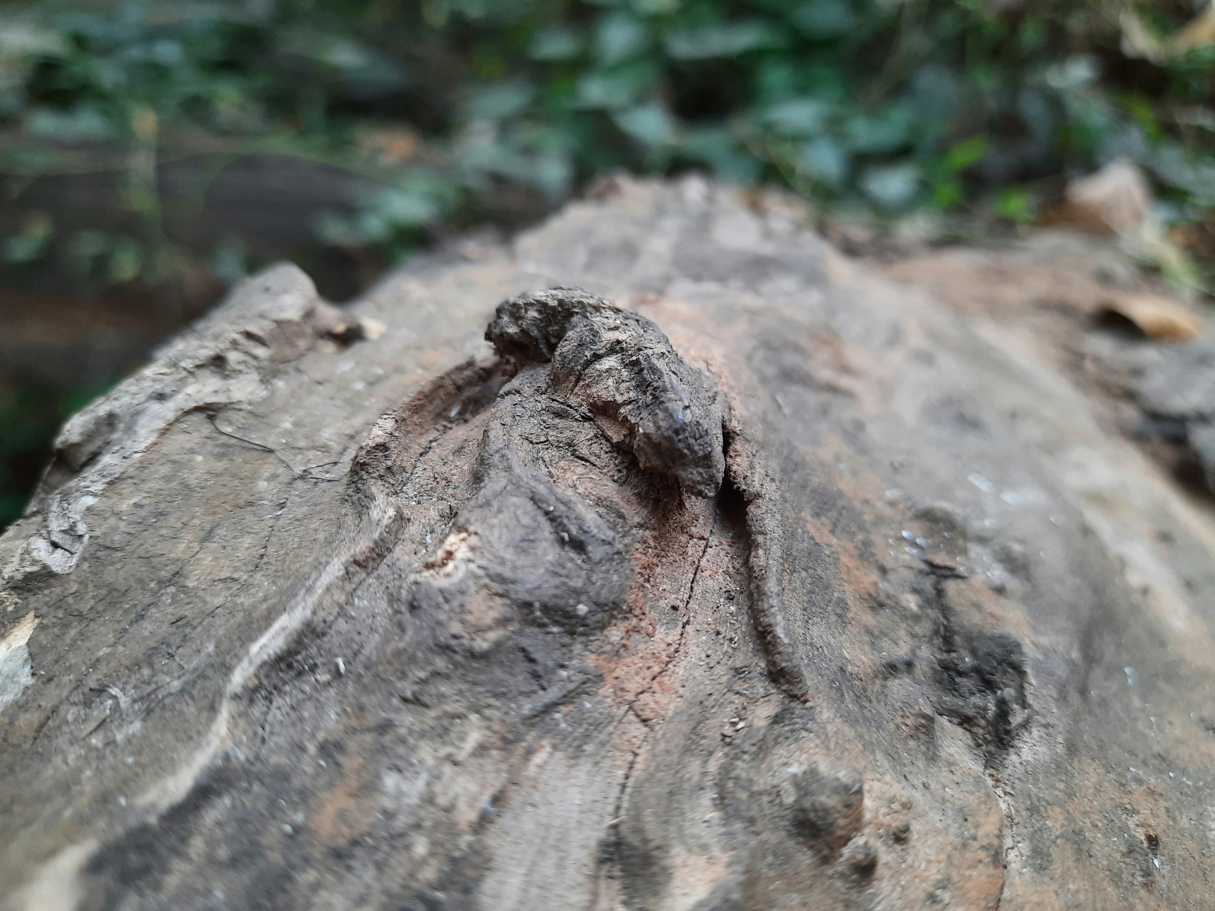 Timeworn Knot: a Microtexture Portrait on Weathered Bark