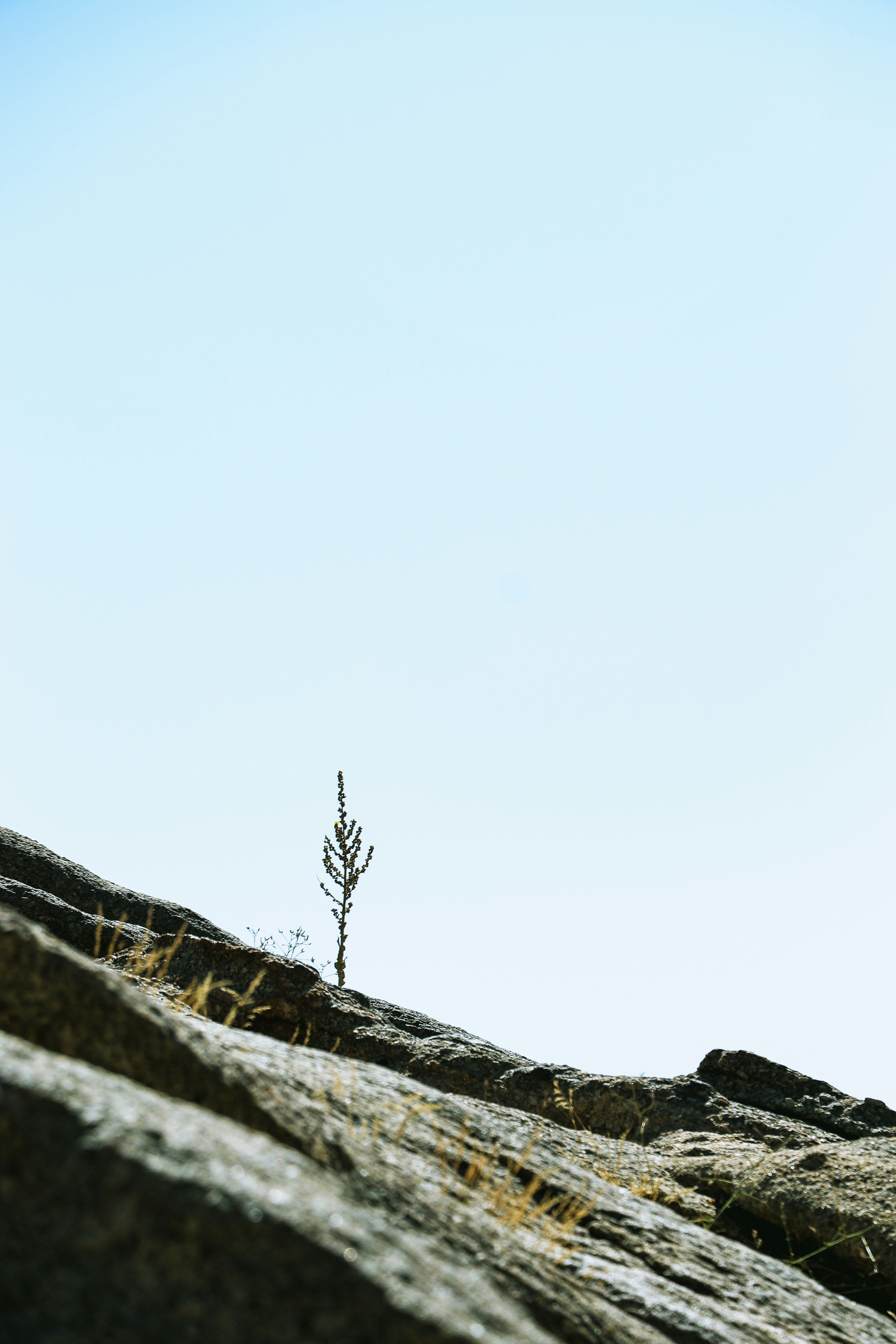 A solitary tree stands tall on a rocky slope, symbolizing endurance against a clear blue sky.
