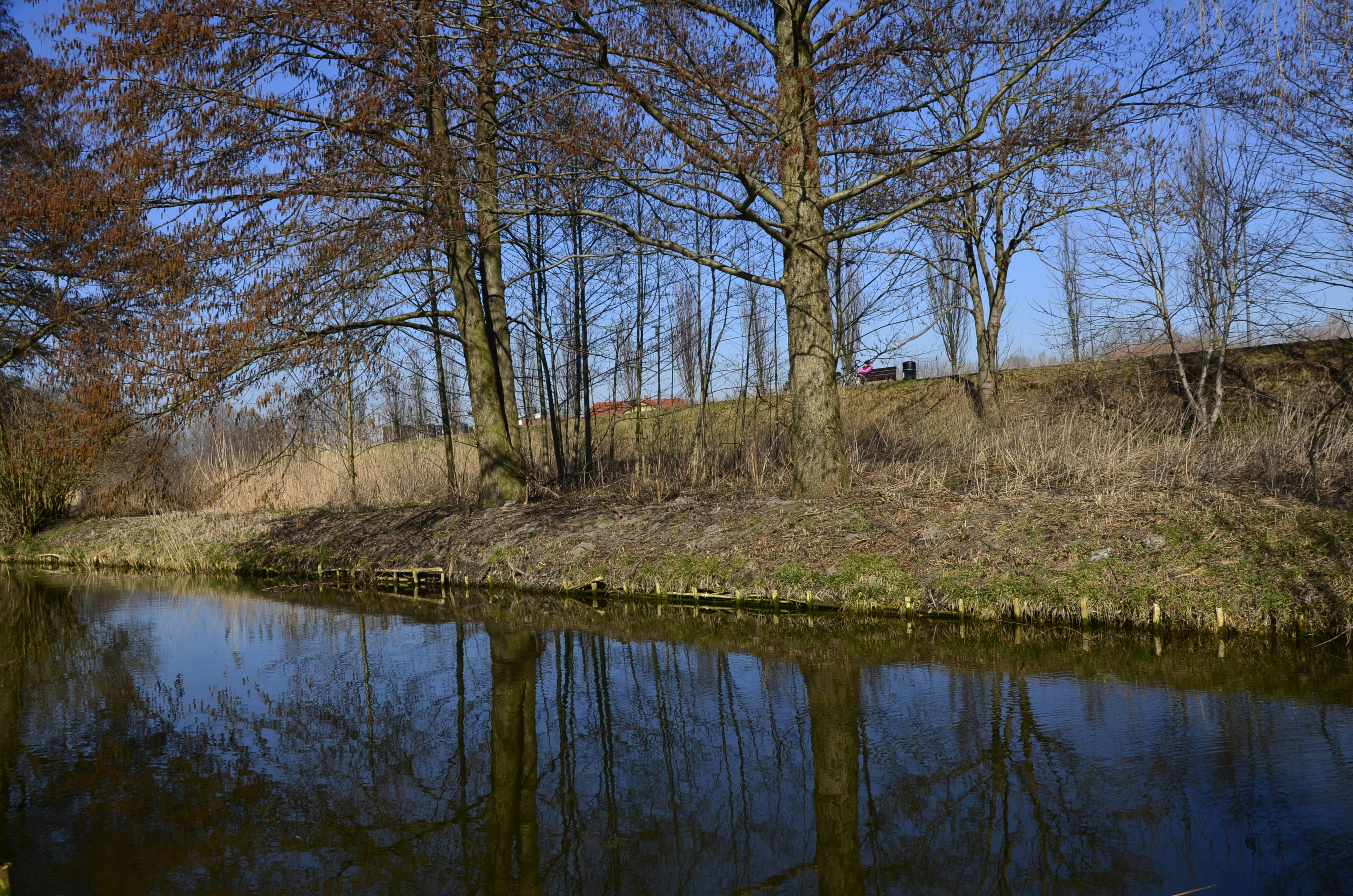 Leafless trees stand by a calm river reflecting the clear blue sky on a winter day.
