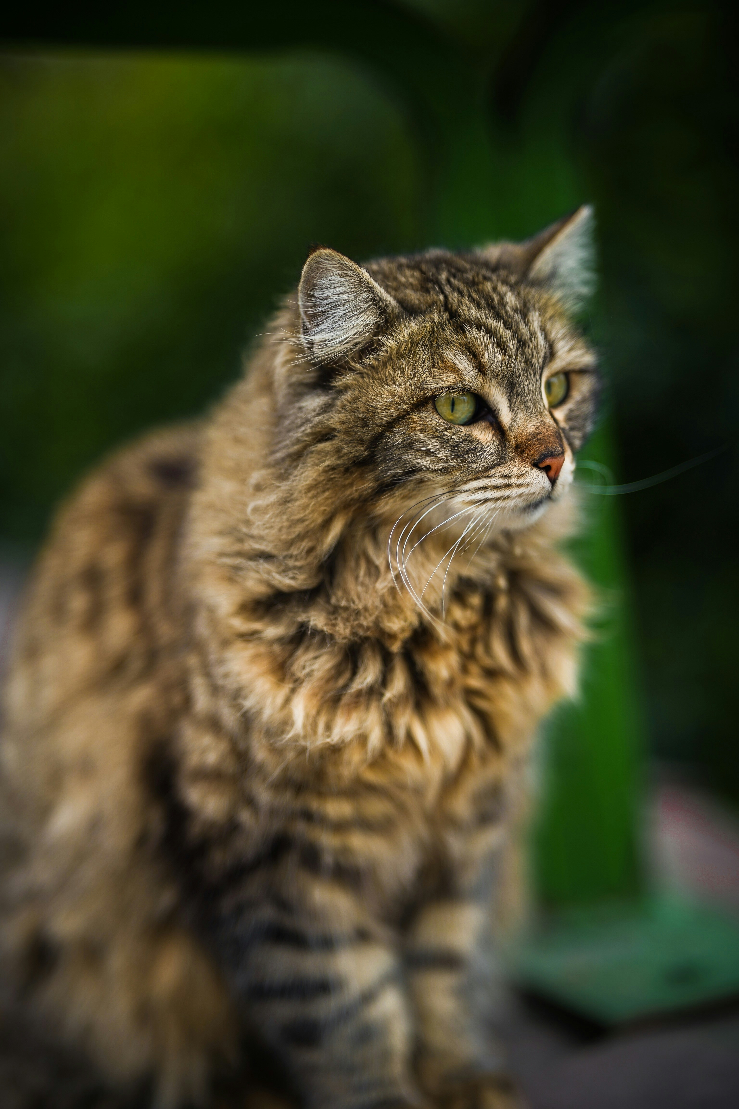 Un chat assis sur une table en bois photo – Photo Animal Gratuite sur ...