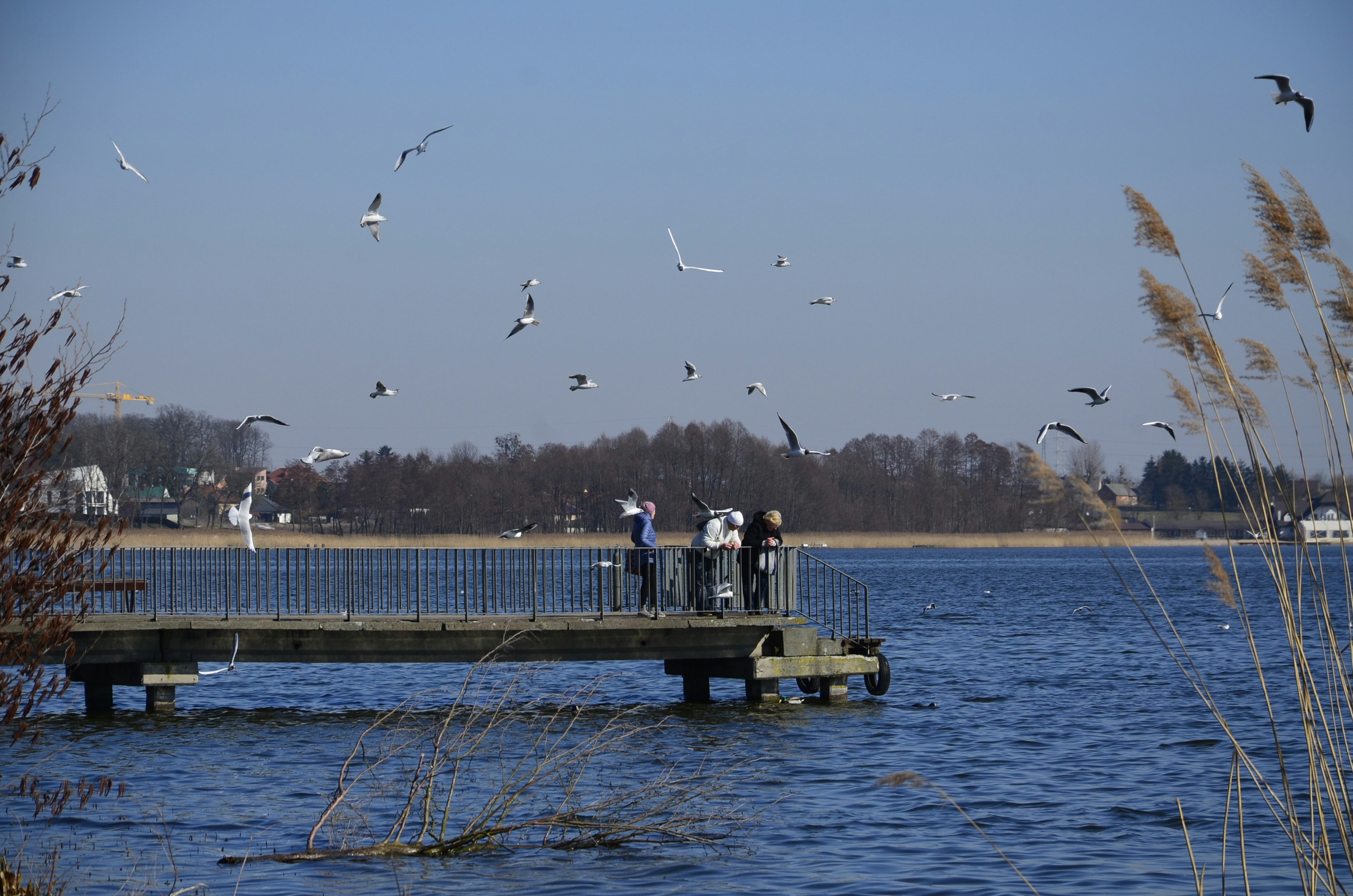 a flock of birds flying over a body of water