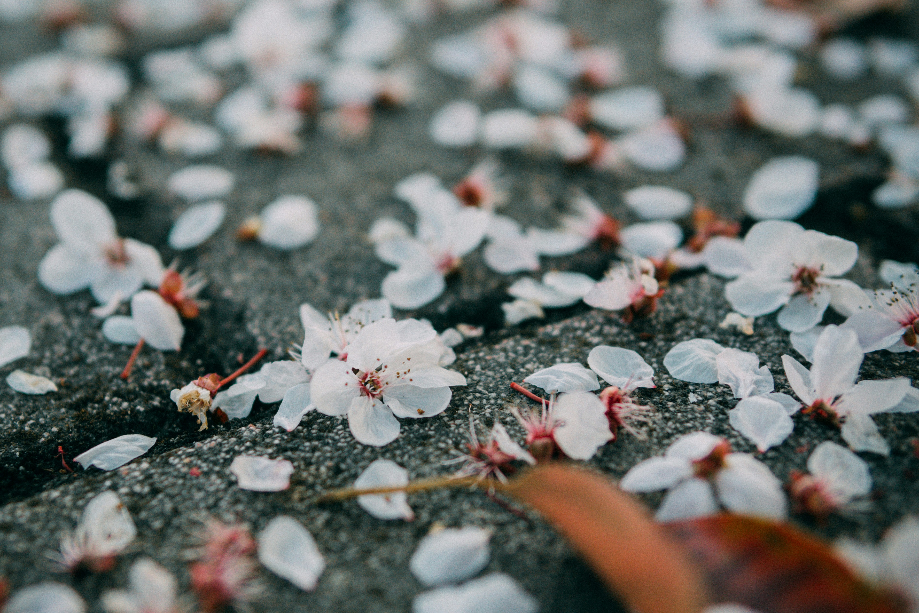 Delicate cherry blossom petals scattered across a textured concrete surface, creating a serene and natural contrast.