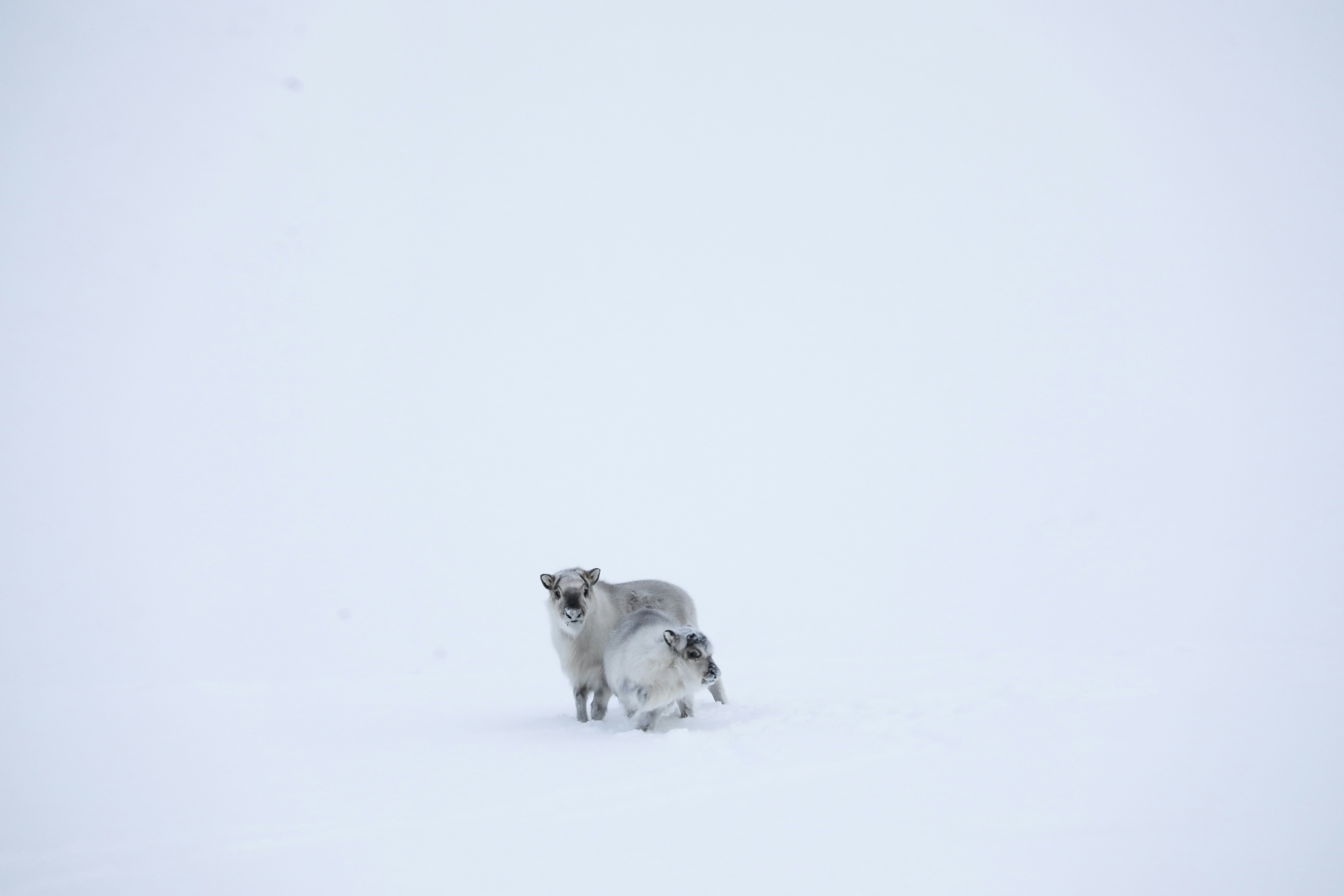 Two Arctic Canines Traverse a Vast Snowfield