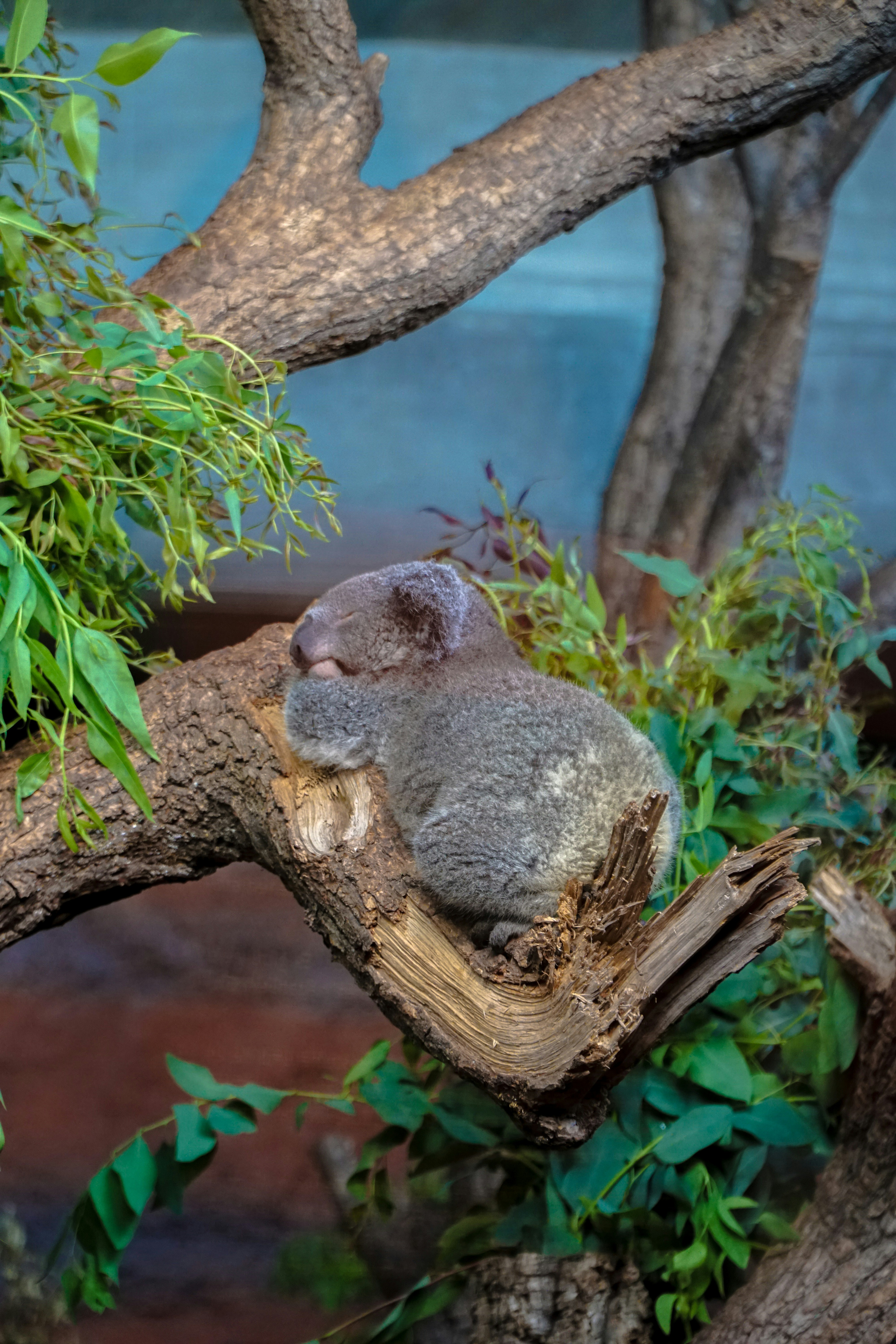 Un koala dormant sur une branche dans un arbre photo – Photo Animal ...