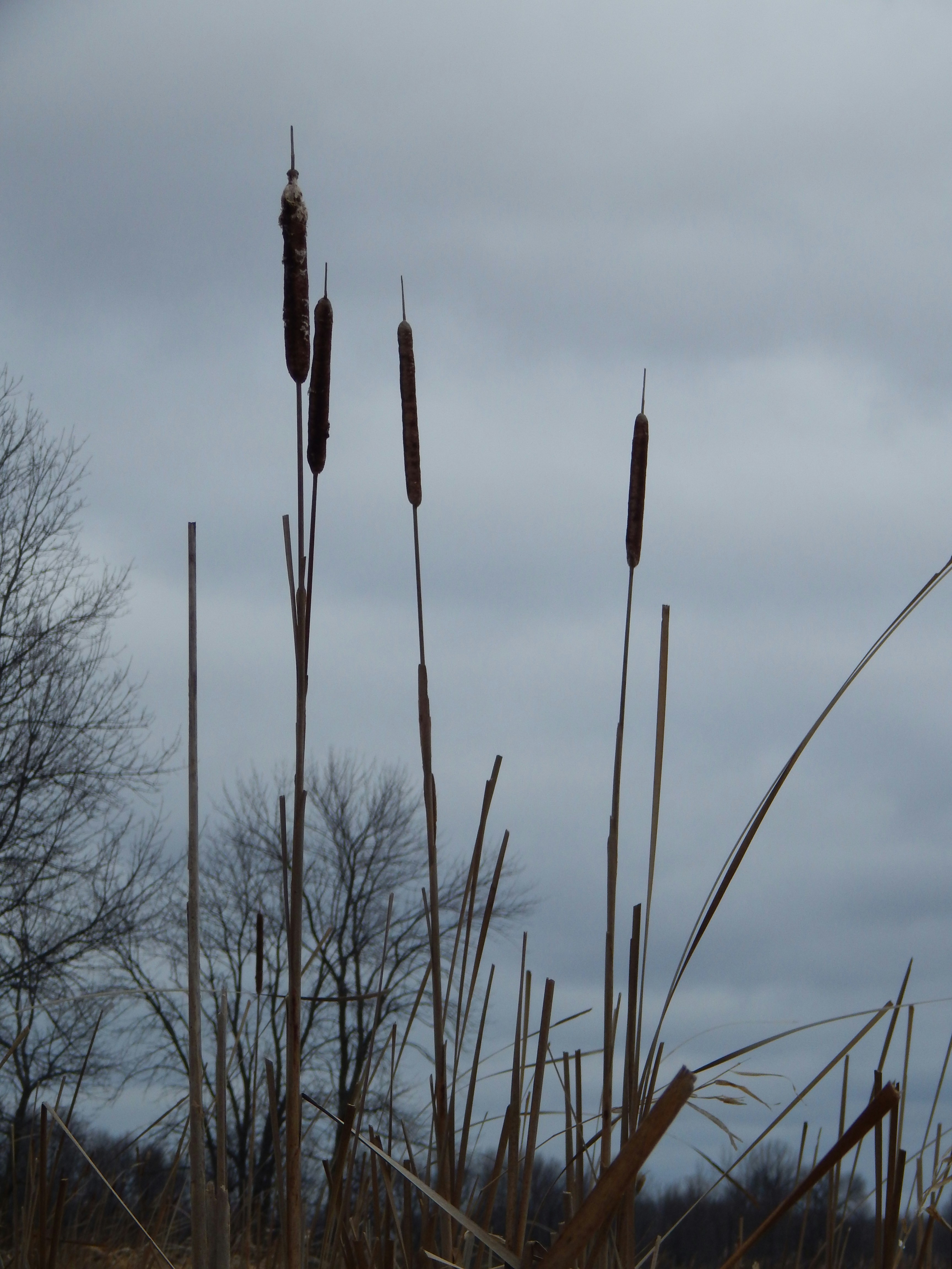 Tall cattails swaying gently in a muted landscape under overcast skies. The scene captures the serene essence of a wetland habitat.