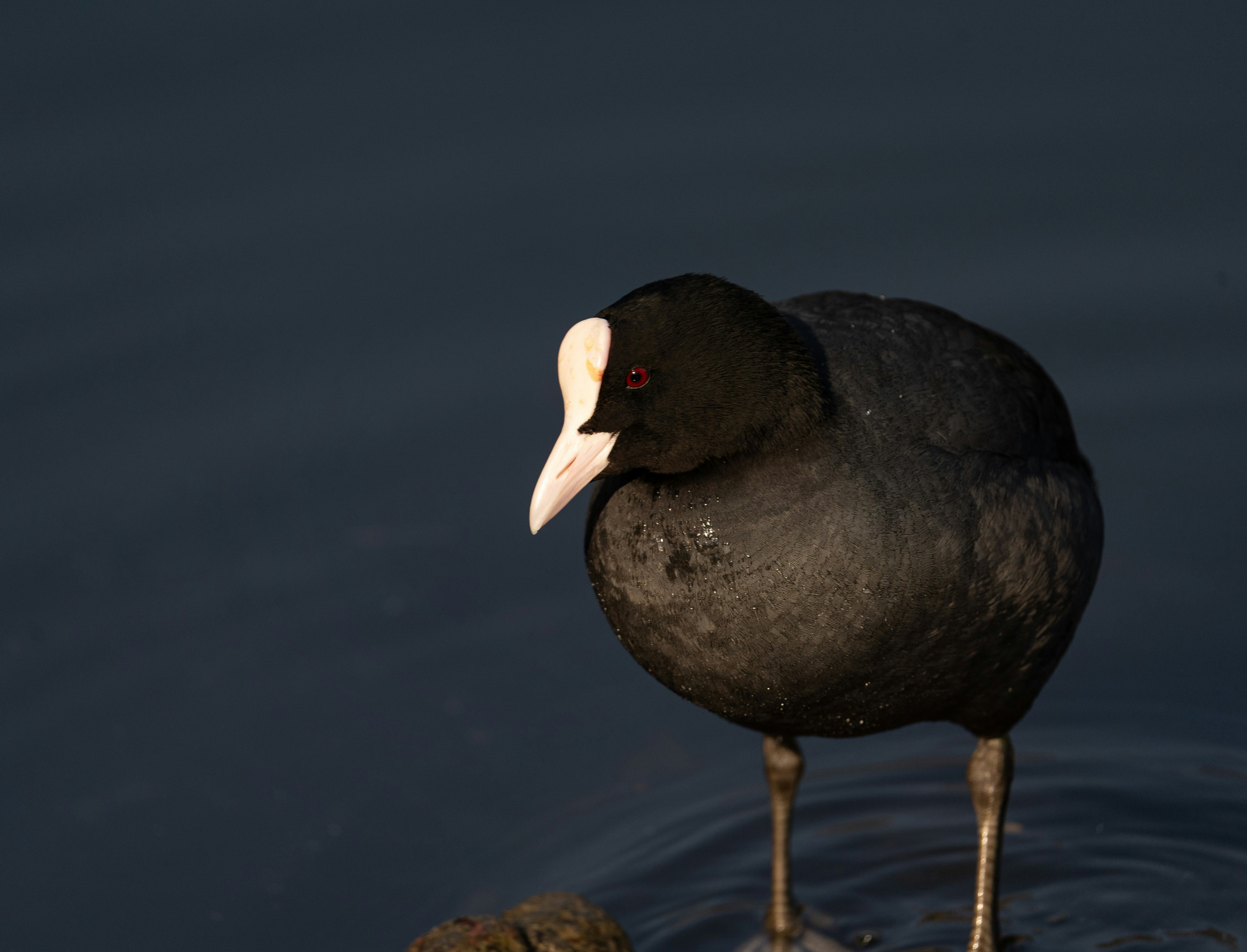 Noir Coot on a Quiet Lake, Pale Beak in Focus