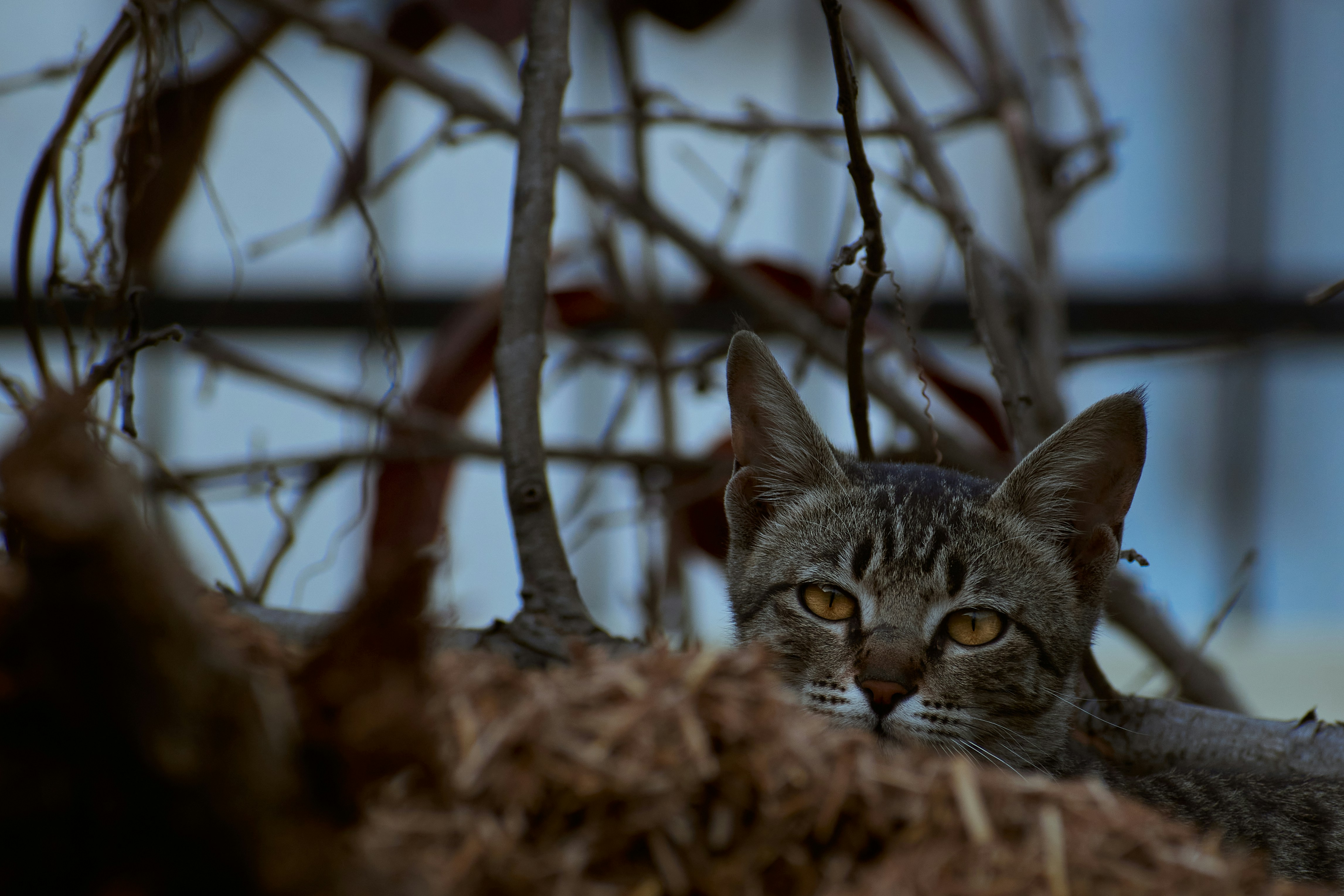 Hidden Gaze: Cat’s Intentive Stare Through a Tangle of Branches