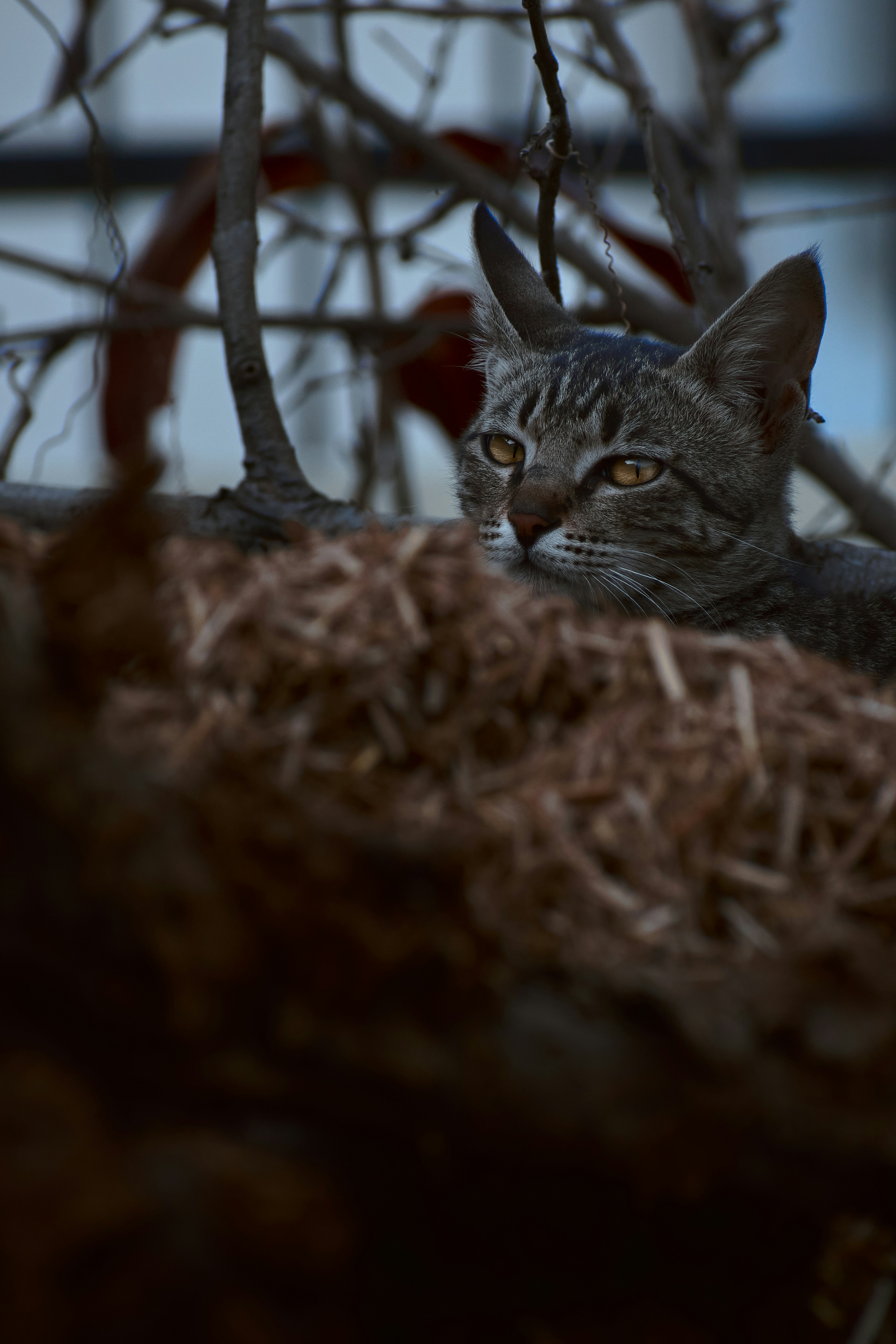 Amber-Eyed Cat in a Twig-Tangle Hideout