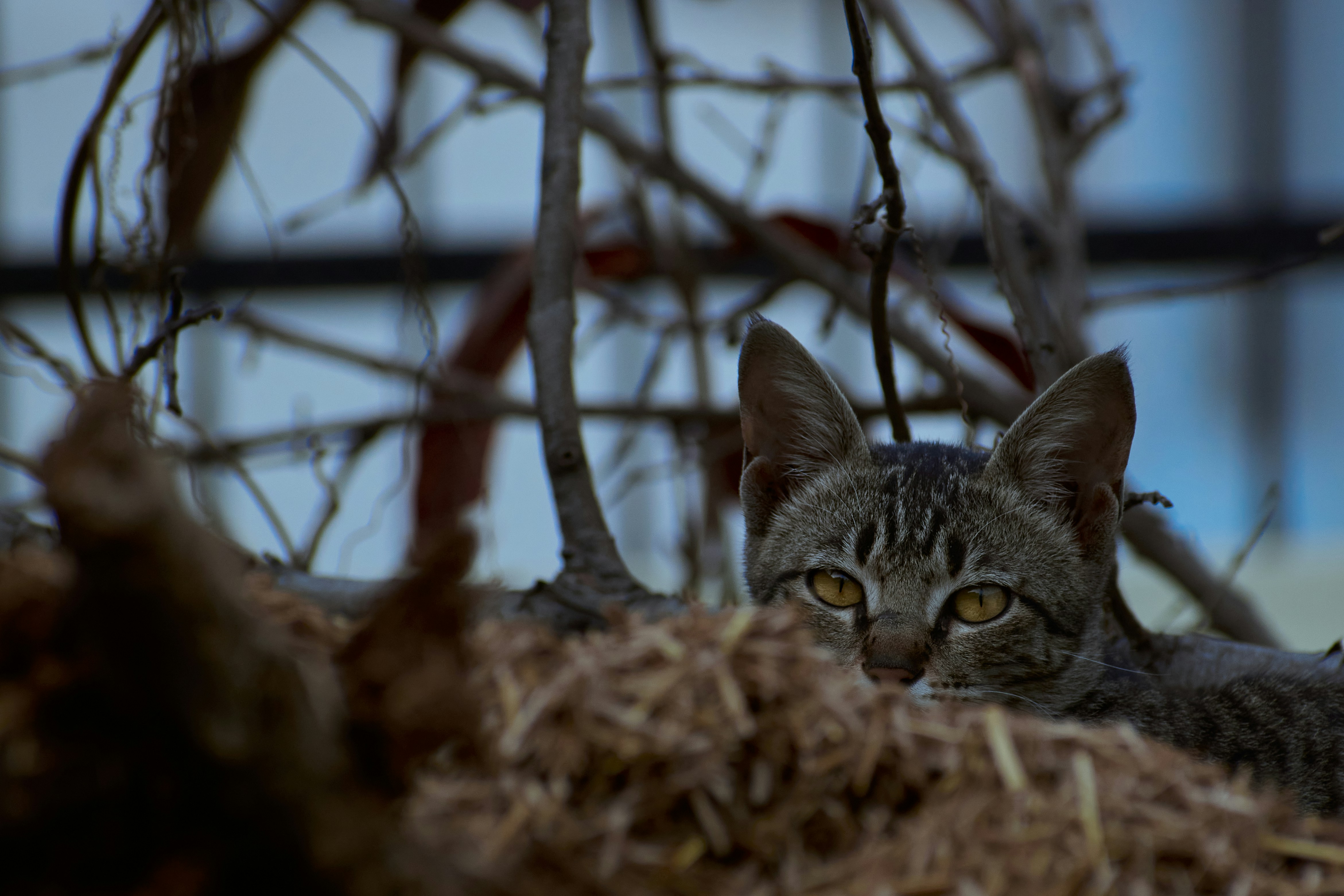Glimpse Through a Thicket: Cat Eyes in Shadowed Frame
