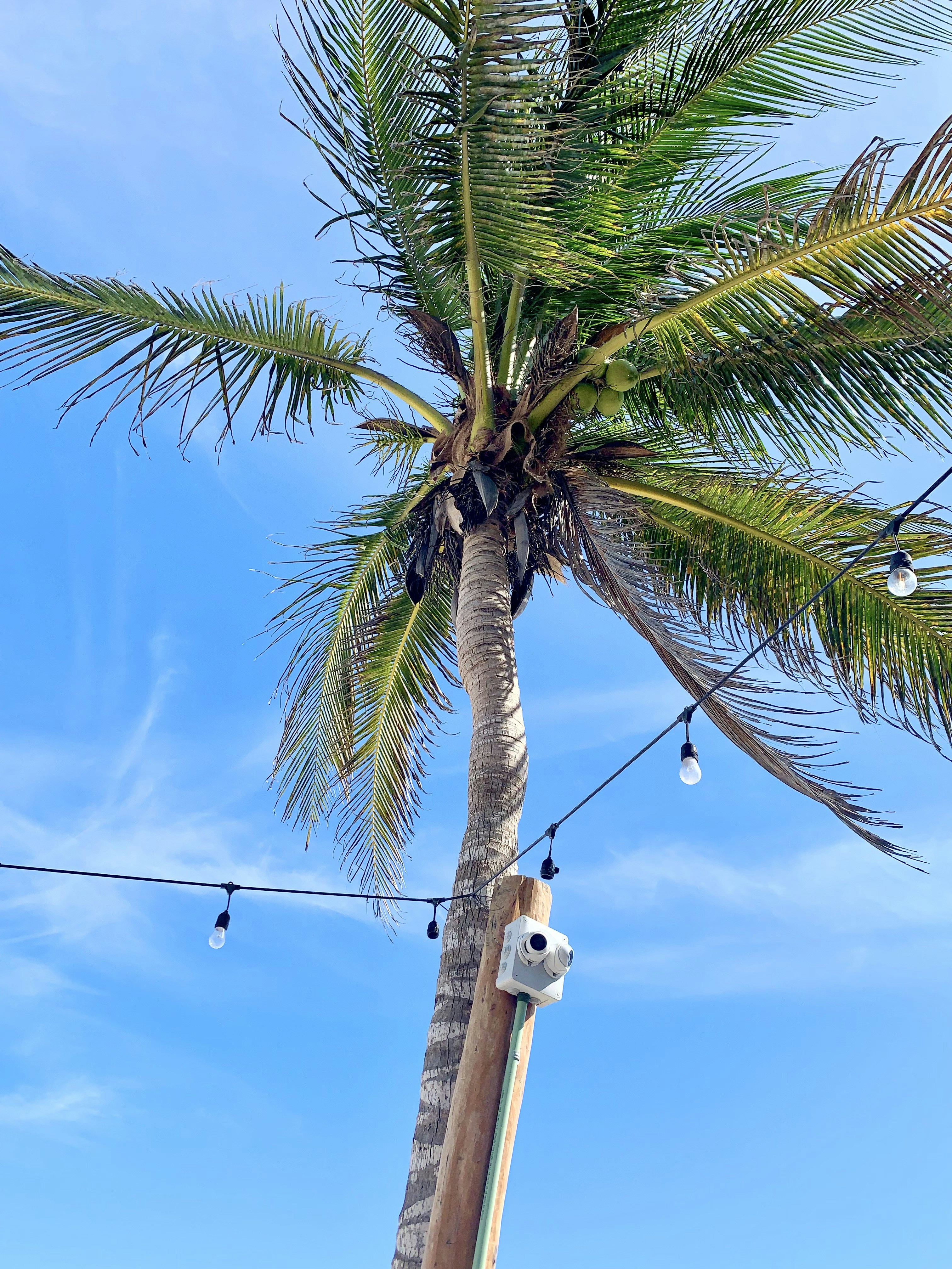 Coconut Palms Under String Lights Against a Clear Blue Sky