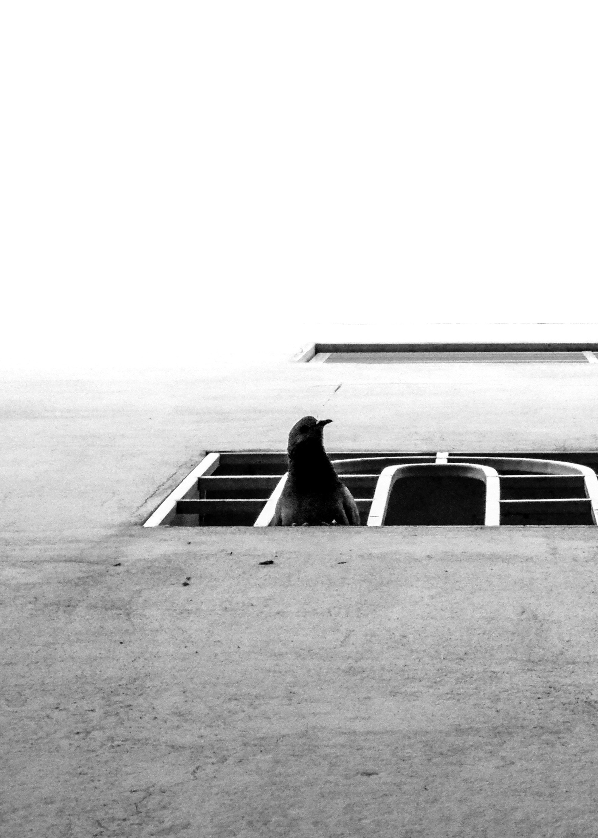 a black and white photo of a bird looking out a window