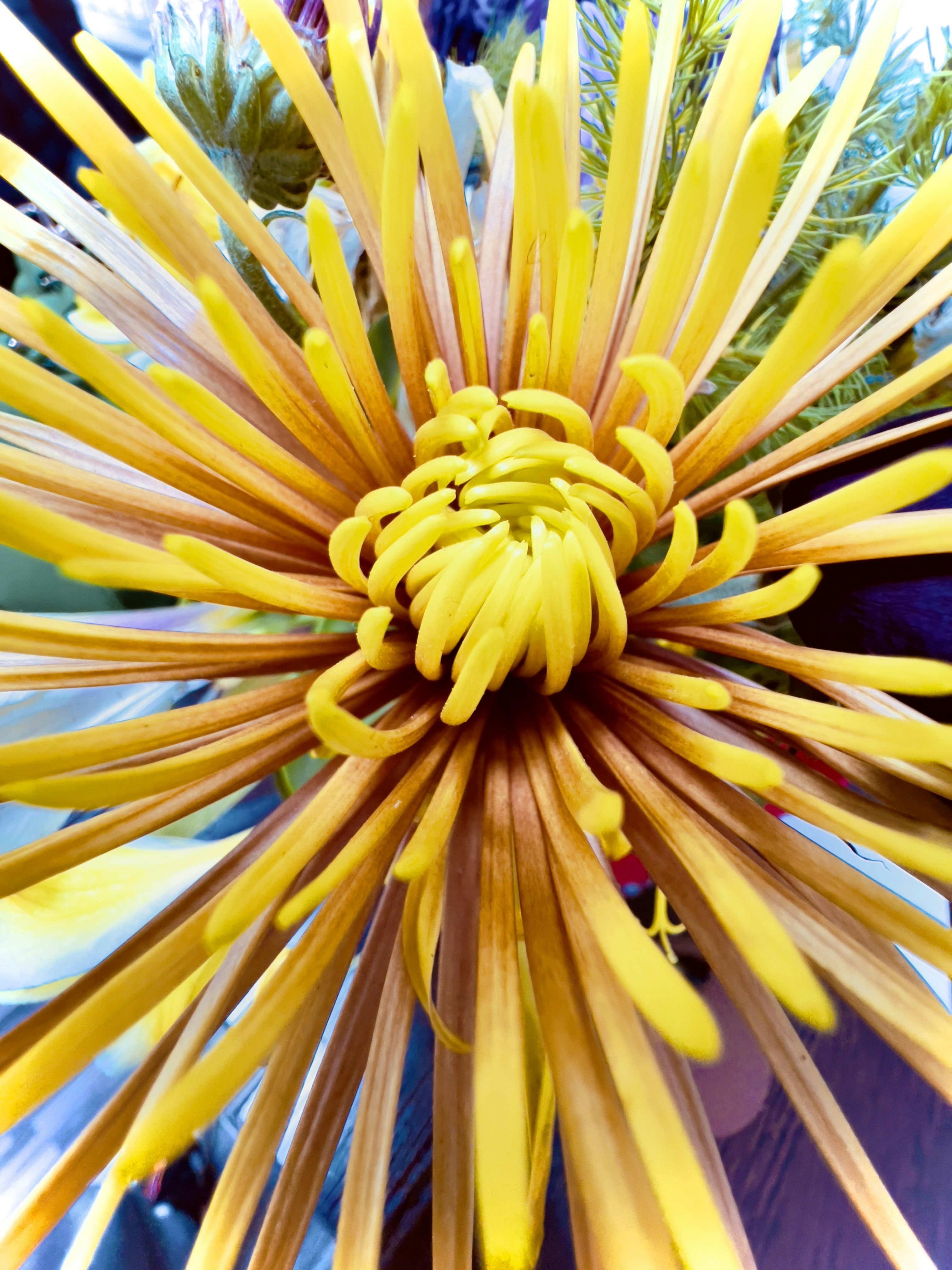 a close up of a yellow flower with many petals