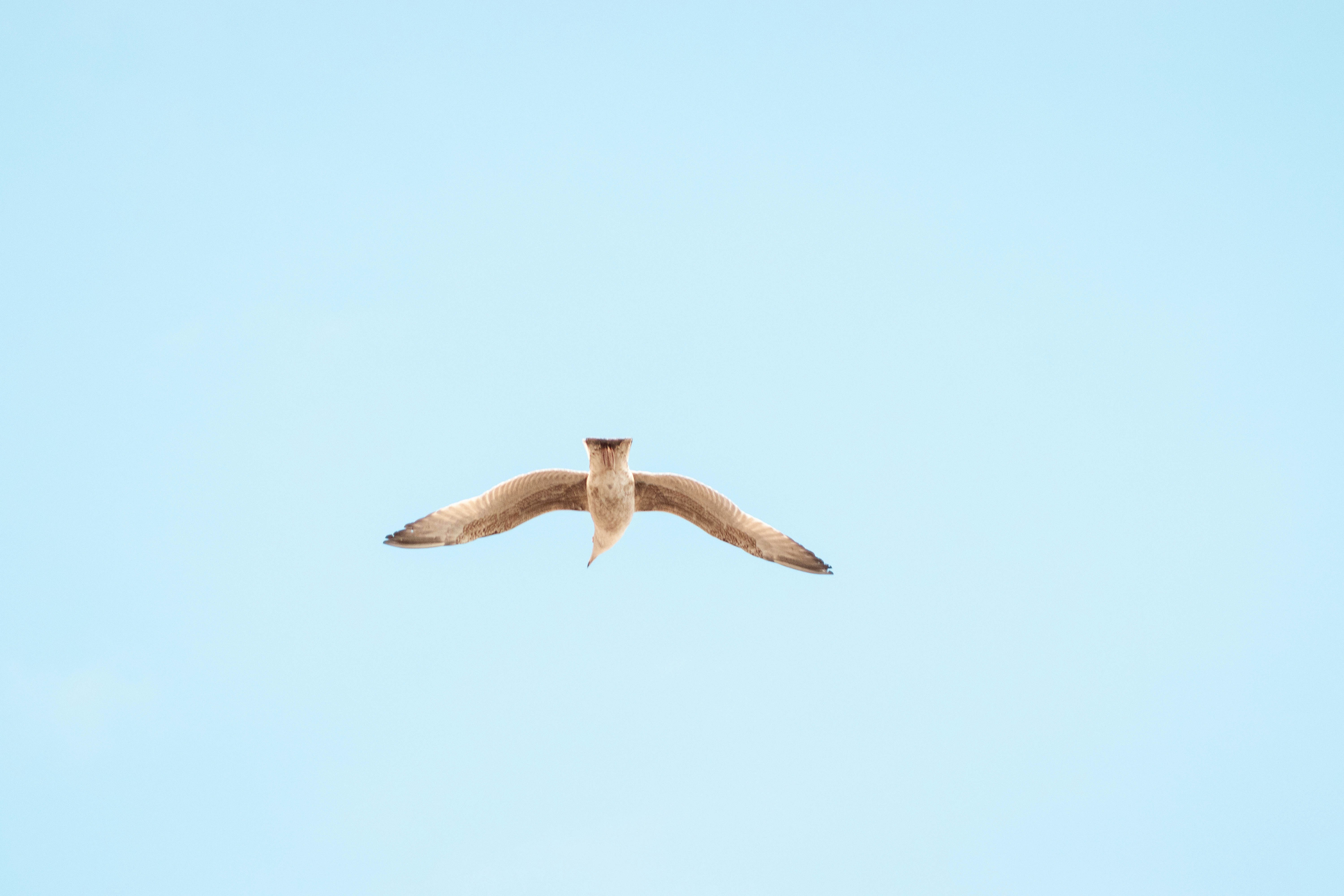 Open-Sky Glide: A Gull Tracing a Quiet Arc Across the Blue