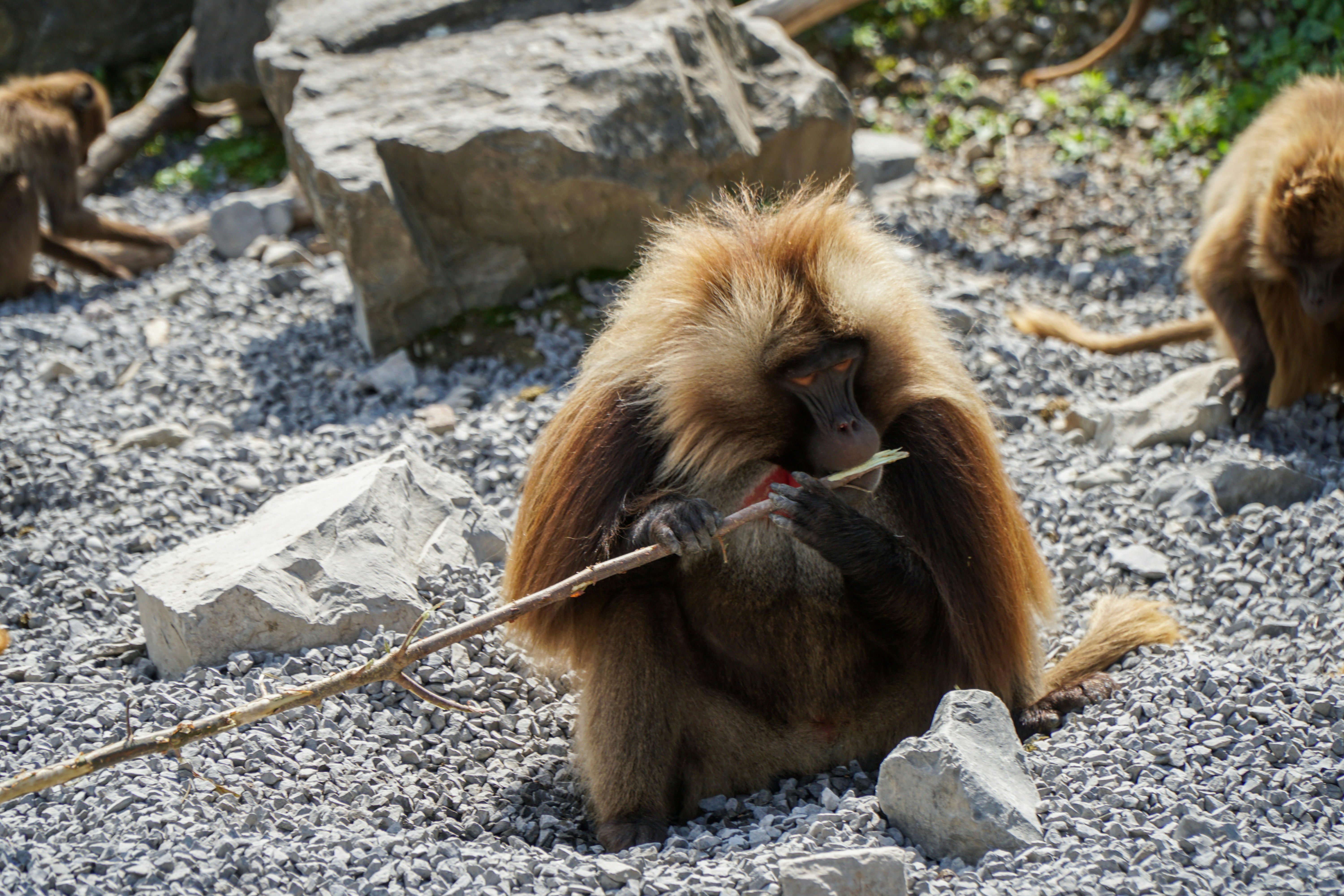 A group of monkeys sitting on top of a gravel covered ground photo ...