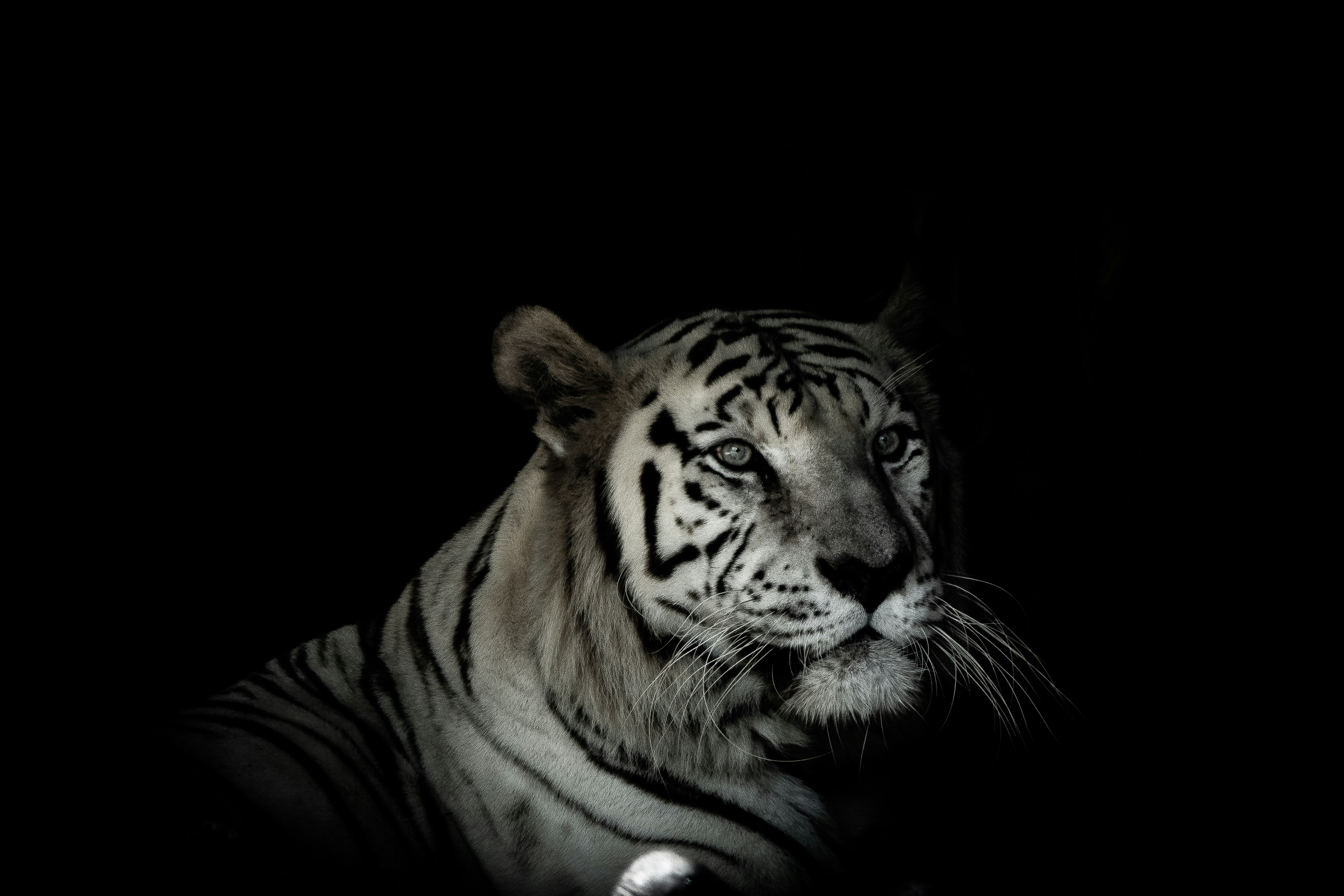 a white tiger sitting in the dark looking at something