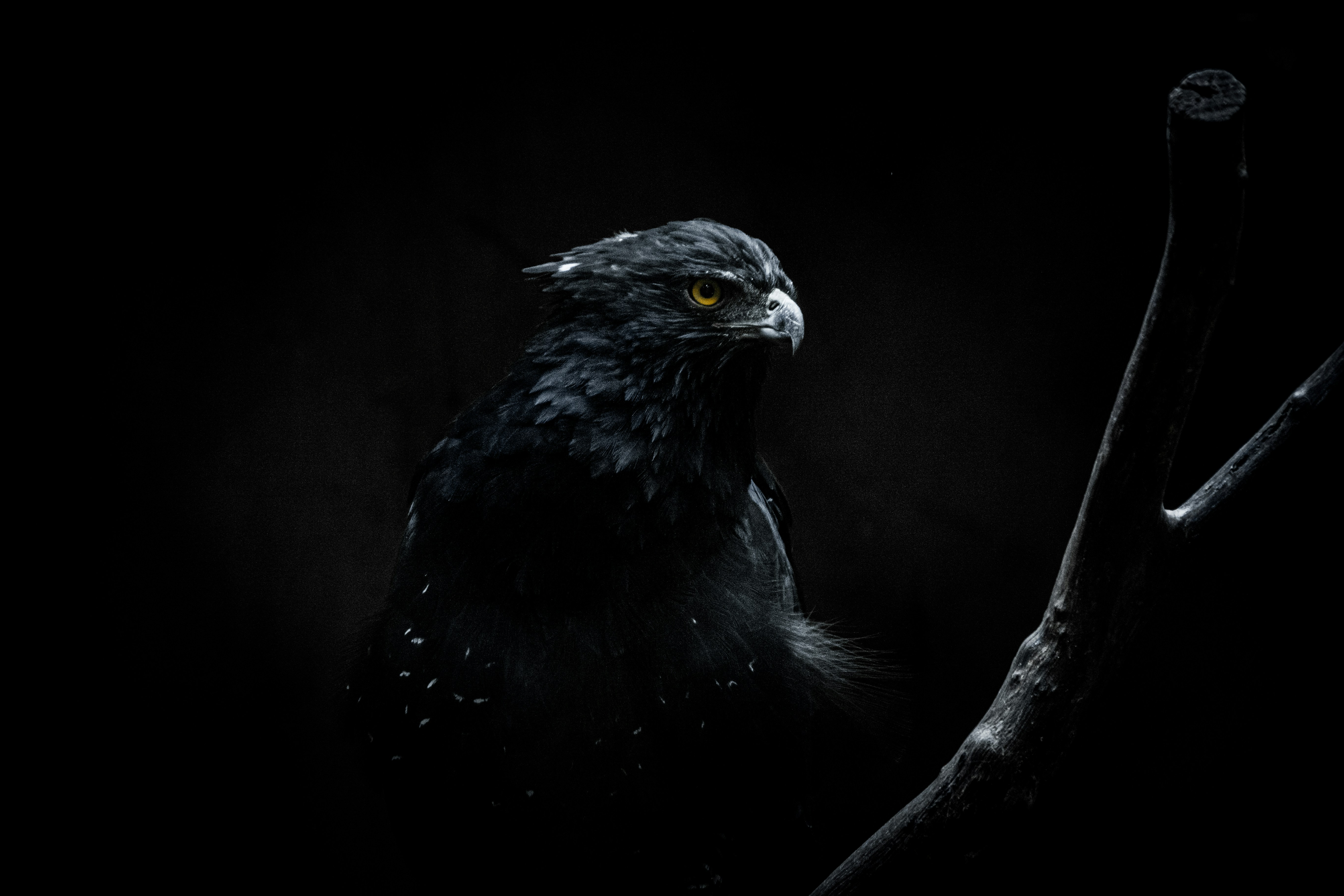 Un oiseau noir assis au sommet d’une branche d’arbre photo – Photo ...