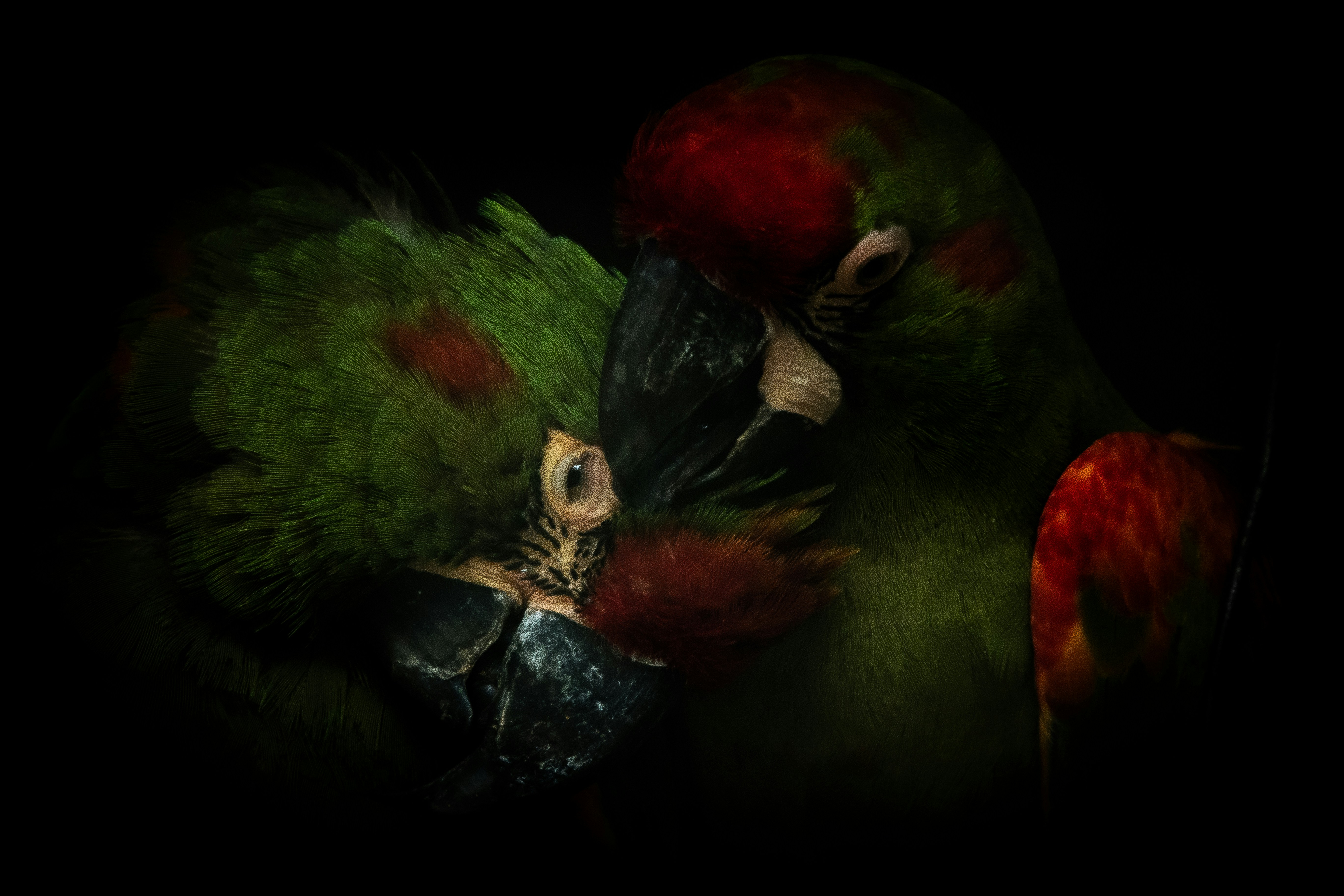 Crimson and Emerald Convergence in Velvet Night