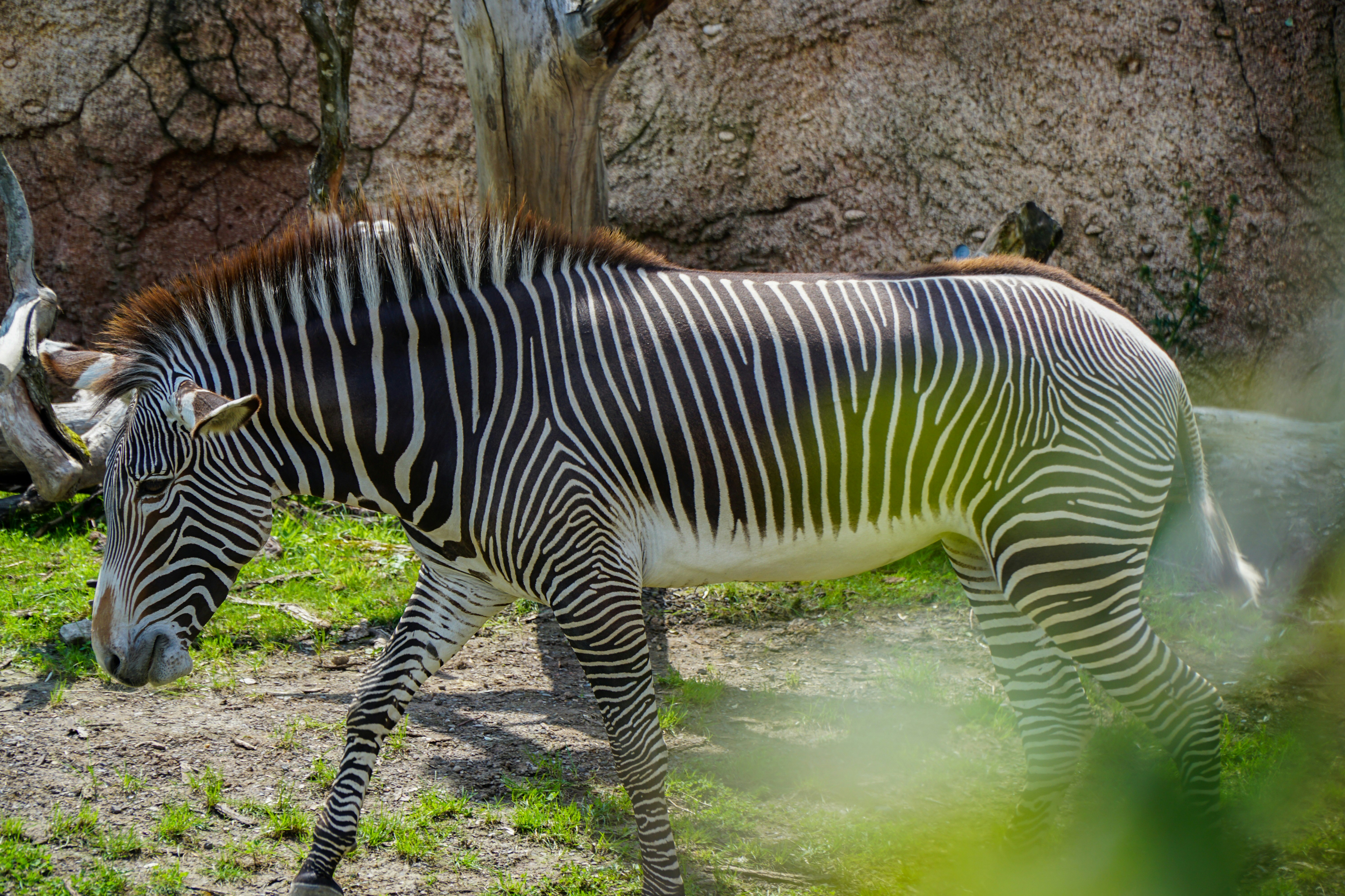 Un zèbre debout au sommet d’un champ verdoyant photo – Photo Zebra Gratuite sur Unsplash