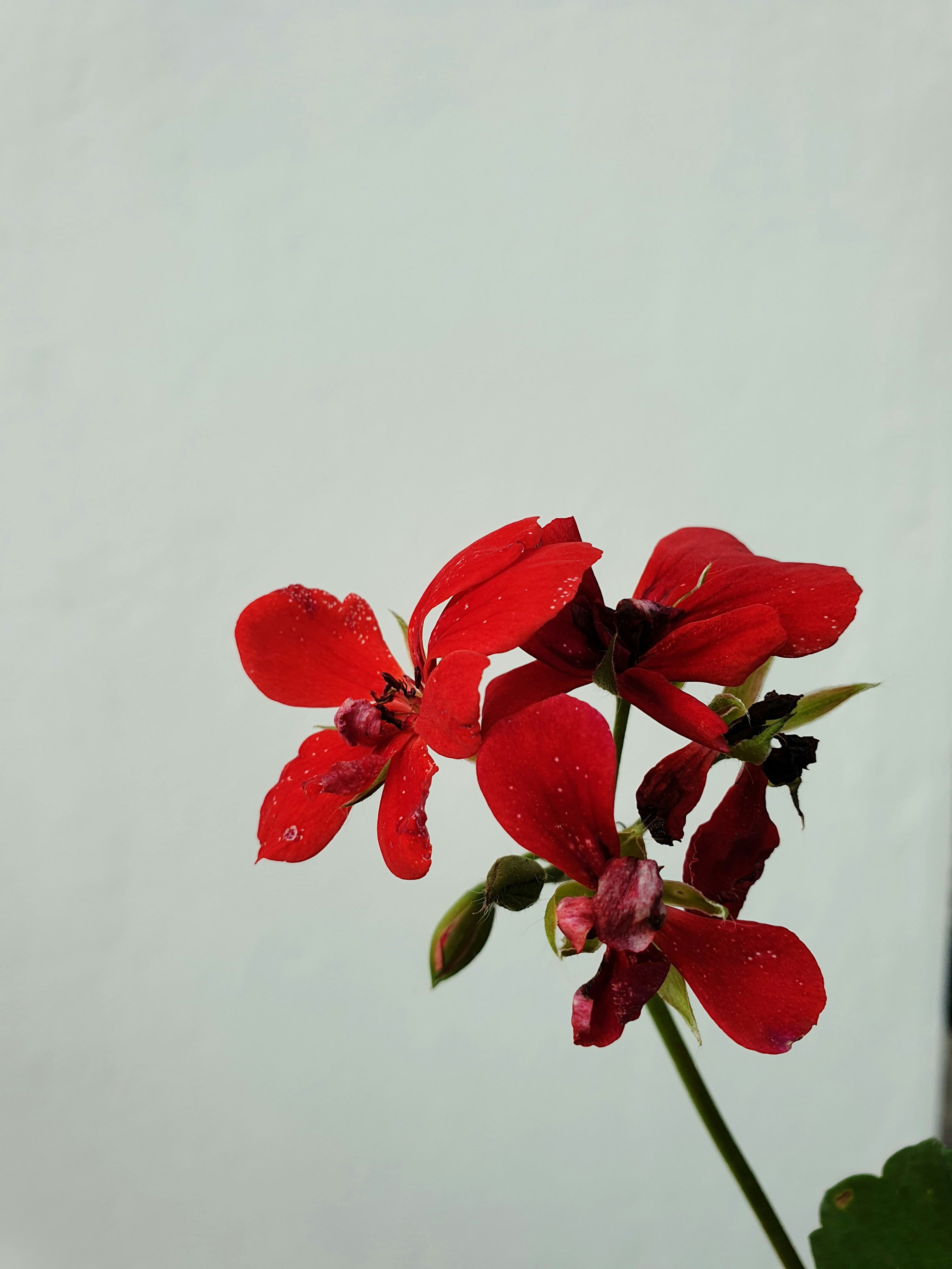 Flowers Png Pictures | Download Free Images on Unsplash