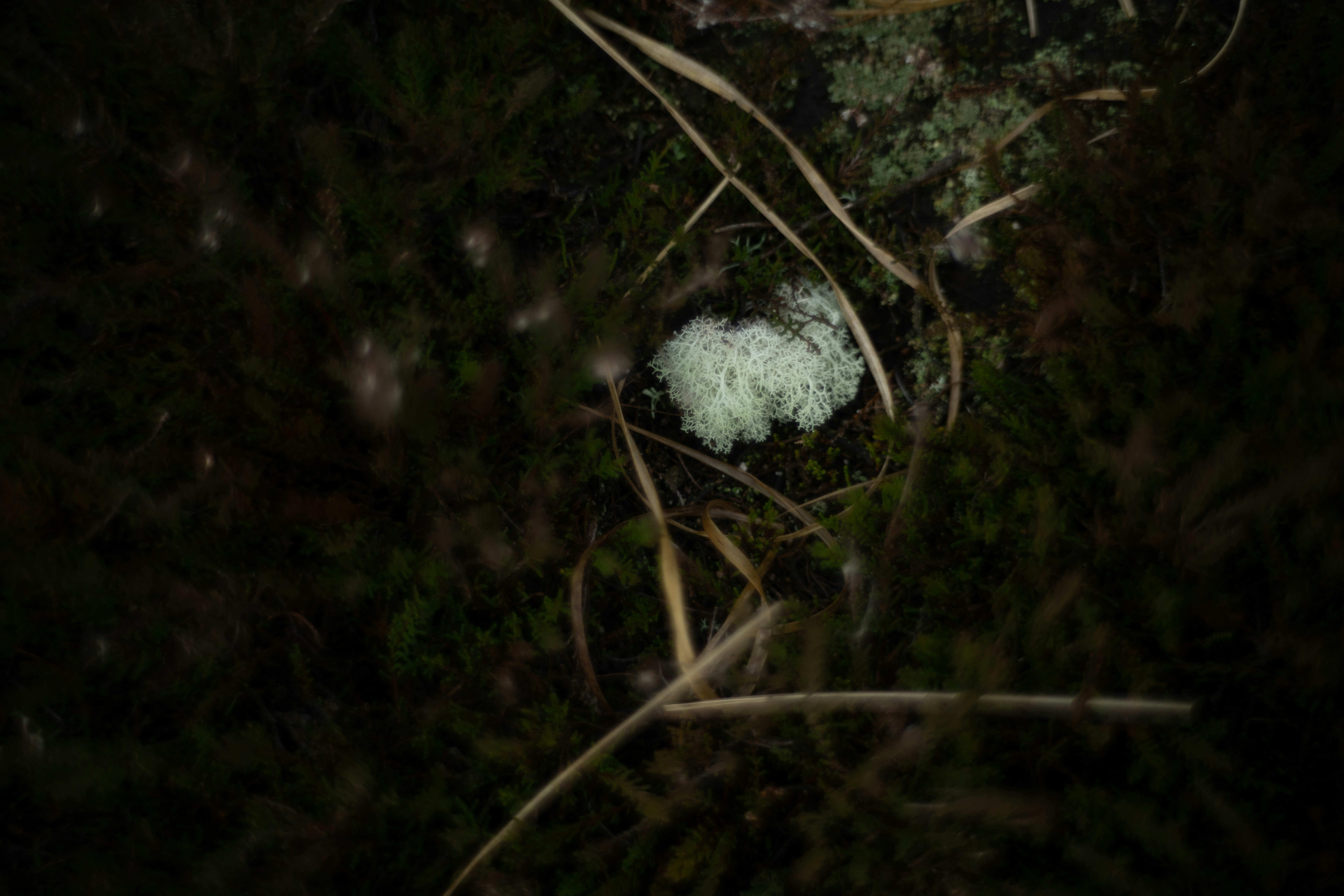 Foto Un pequeño objeto blanco en medio de un bosque – Imagen Nido ...