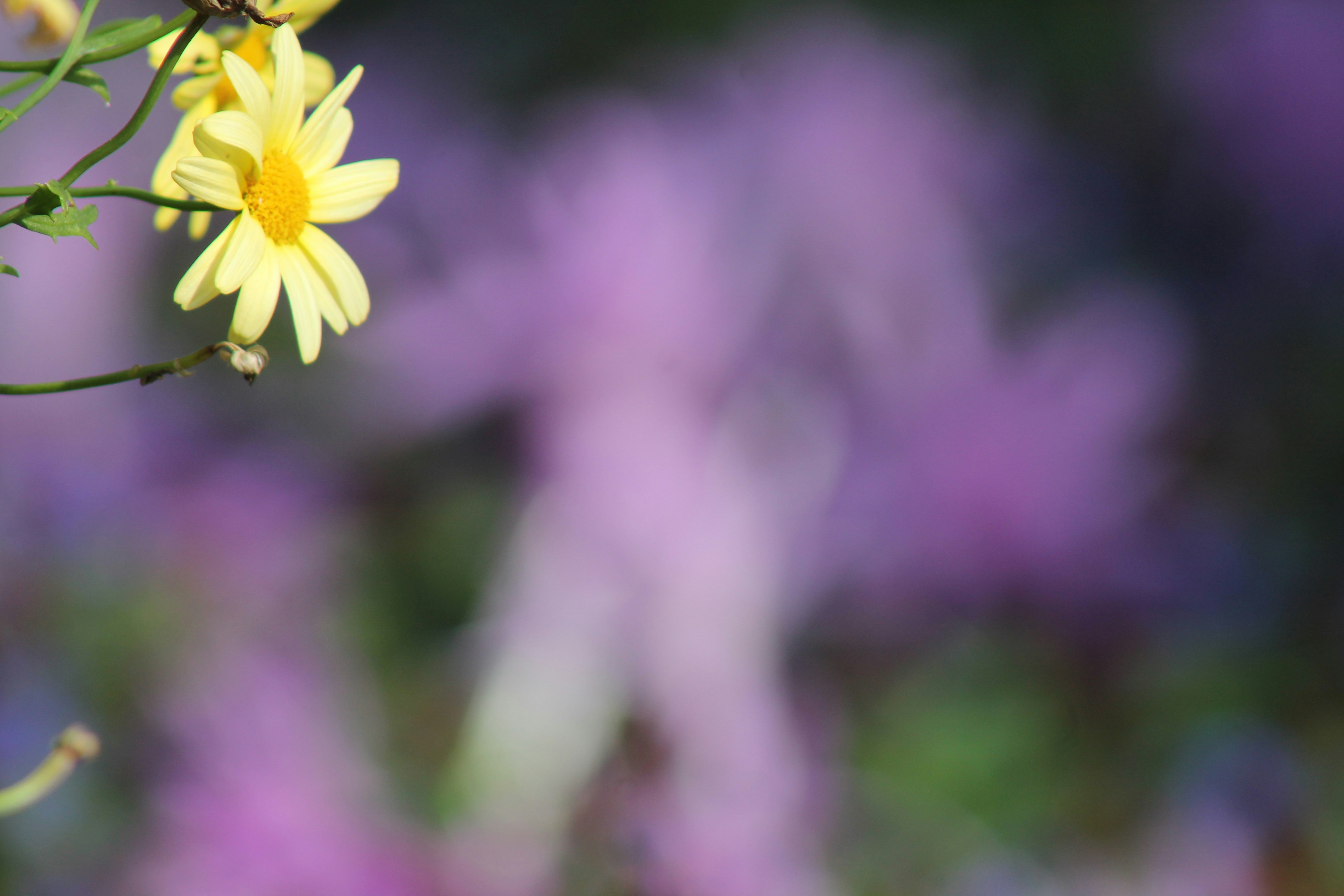 Yellow Daisy in Focused Blink of Spring