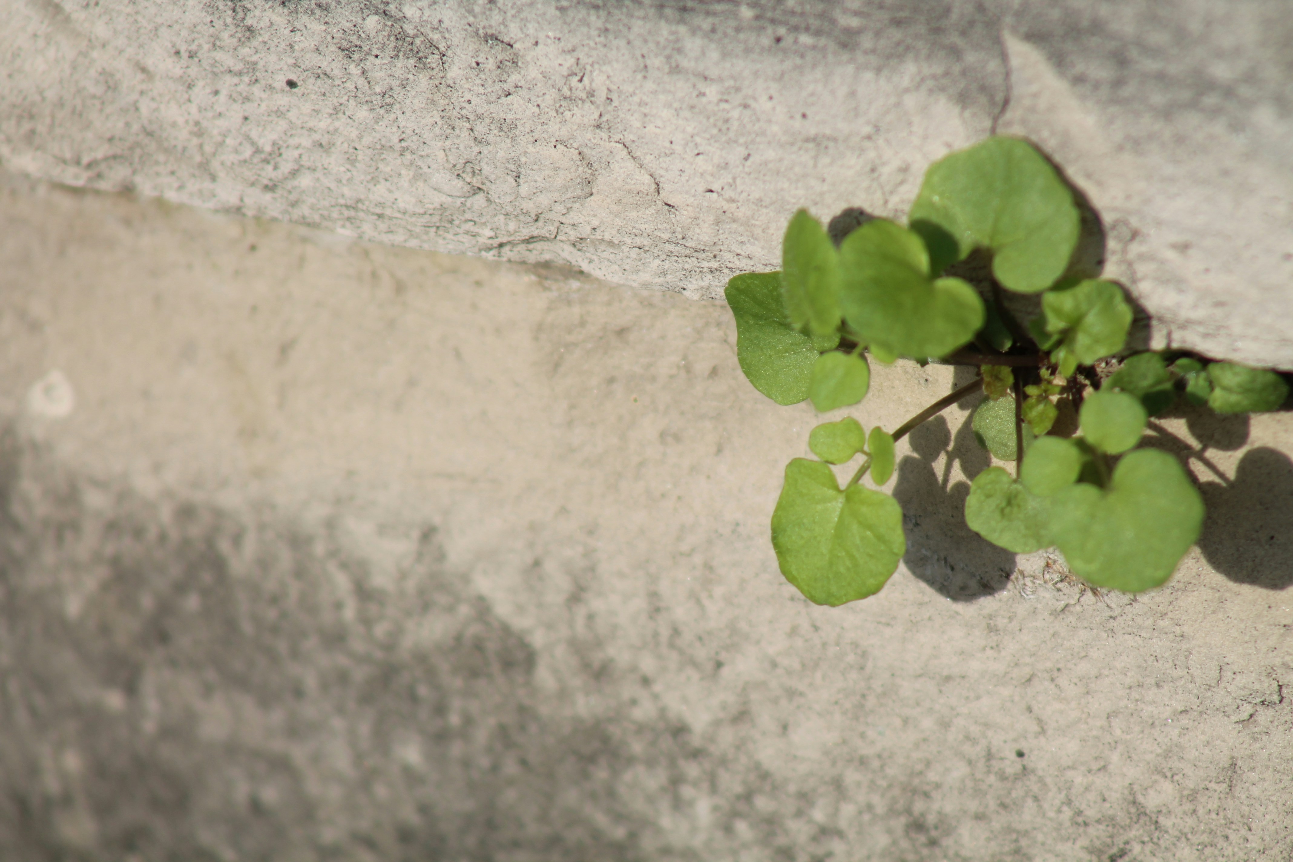 a plant growing out of a crack in a concrete wall