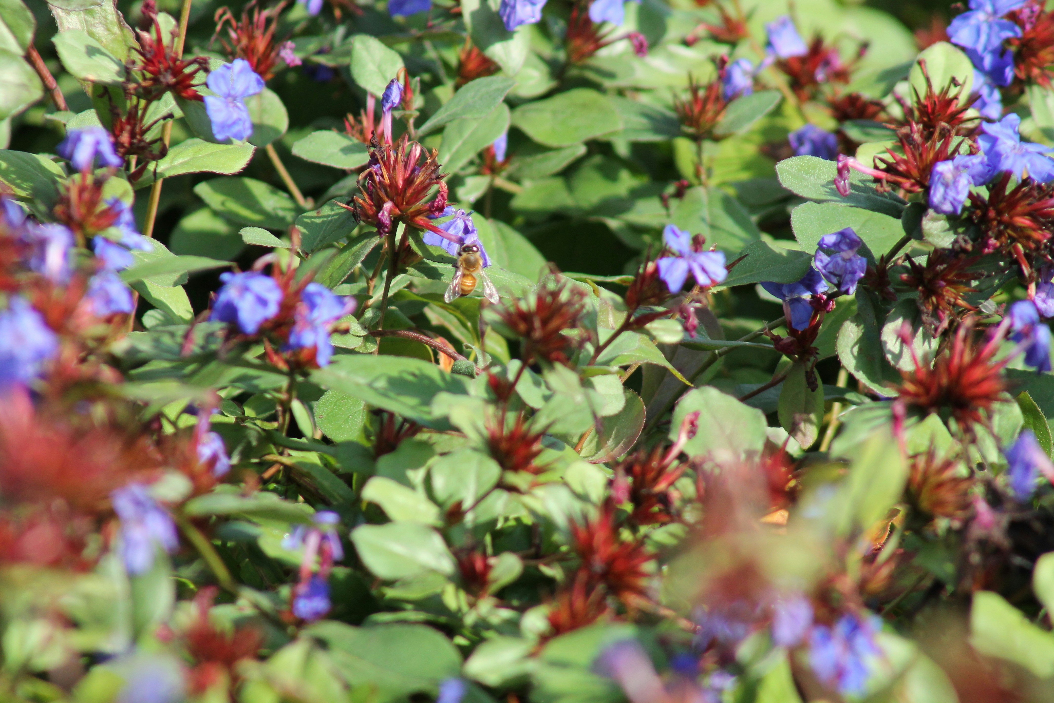 a bunch of blue and red flowers in a field
