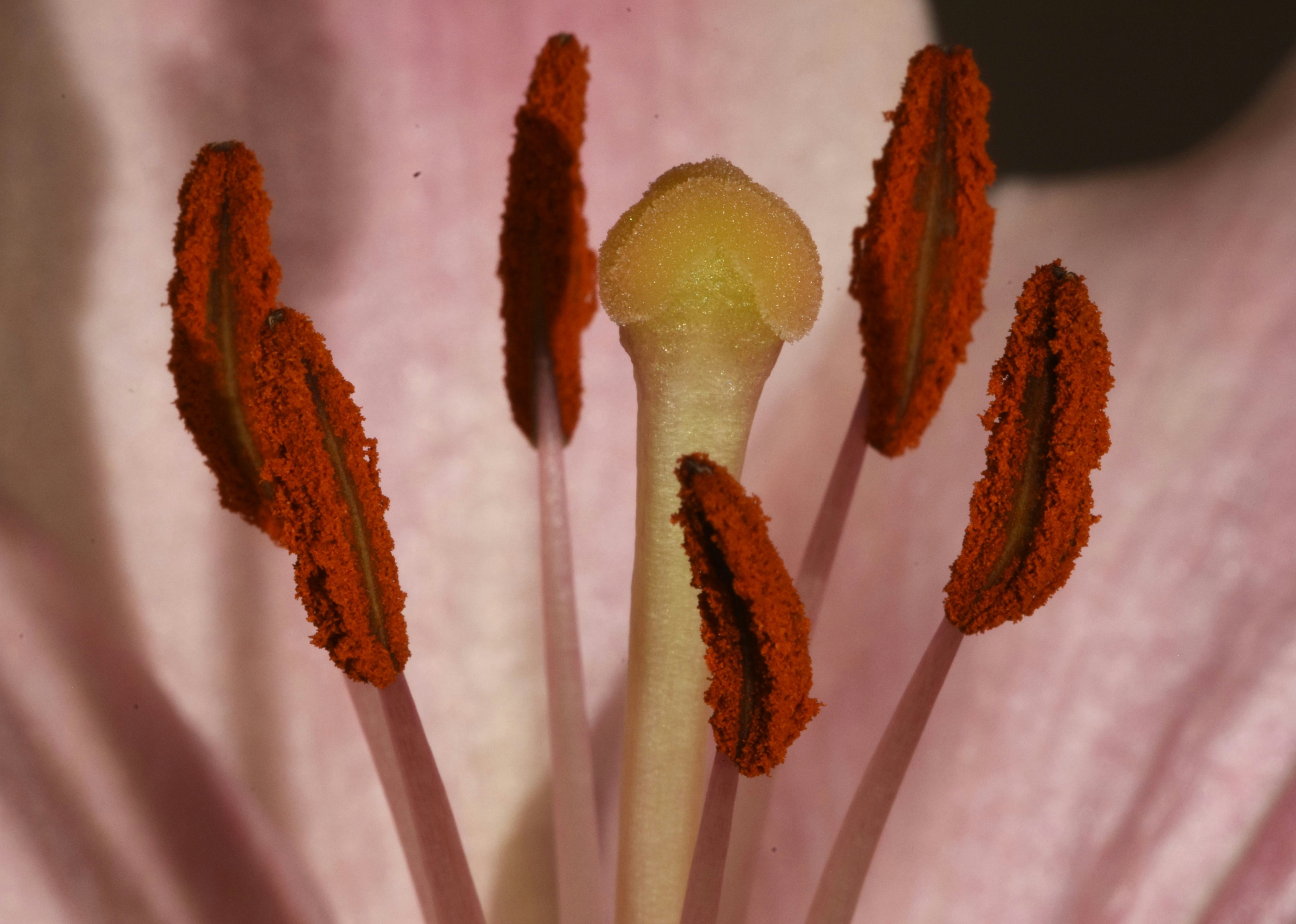 Close-up of a flower's reproductive structure, showcasing vibrant anthers dusted with pollen. The delicate petals create a soft backdrop.