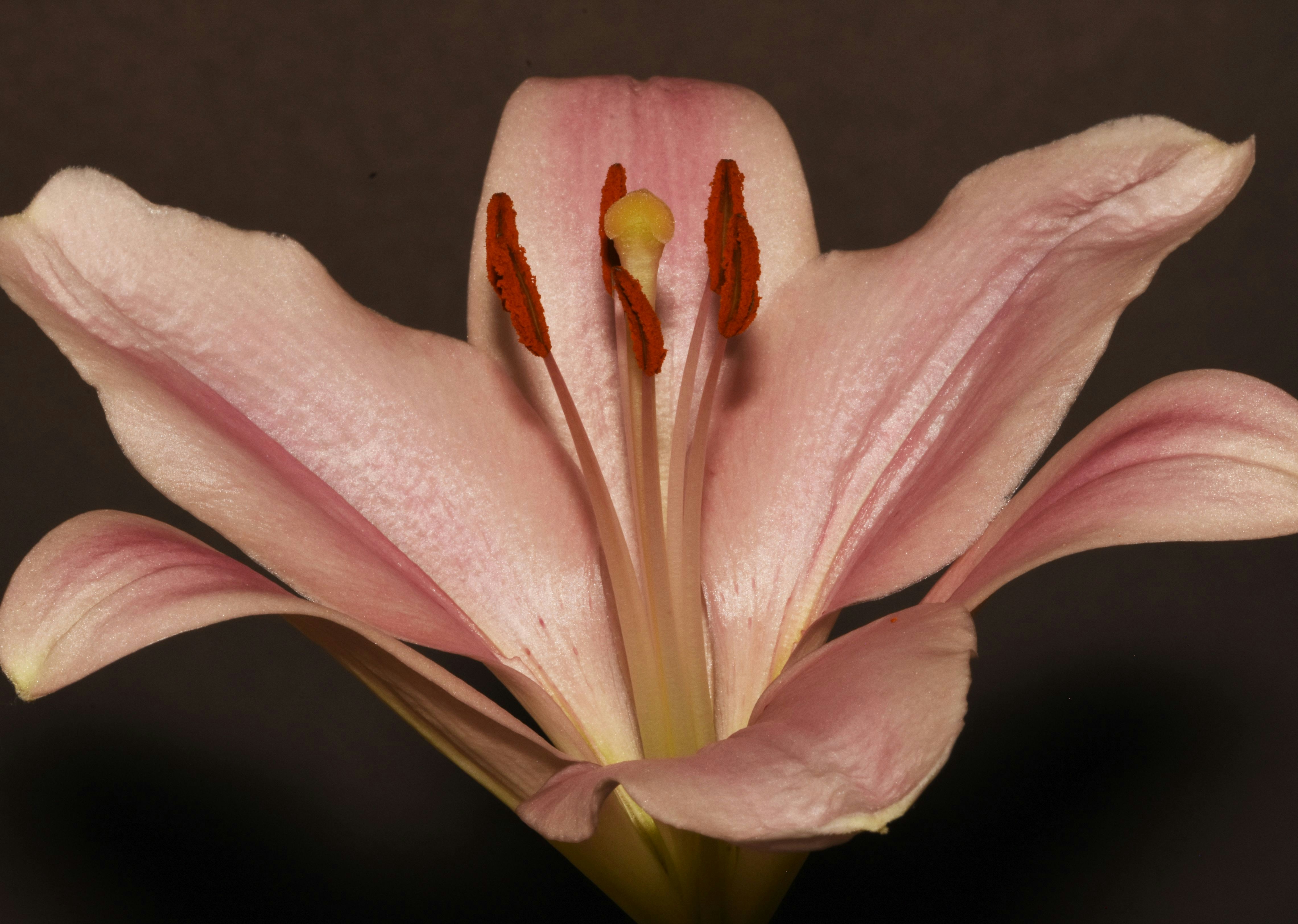 Close-up of a pink lily flower showcasing its intricate petals and vibrant stamens.