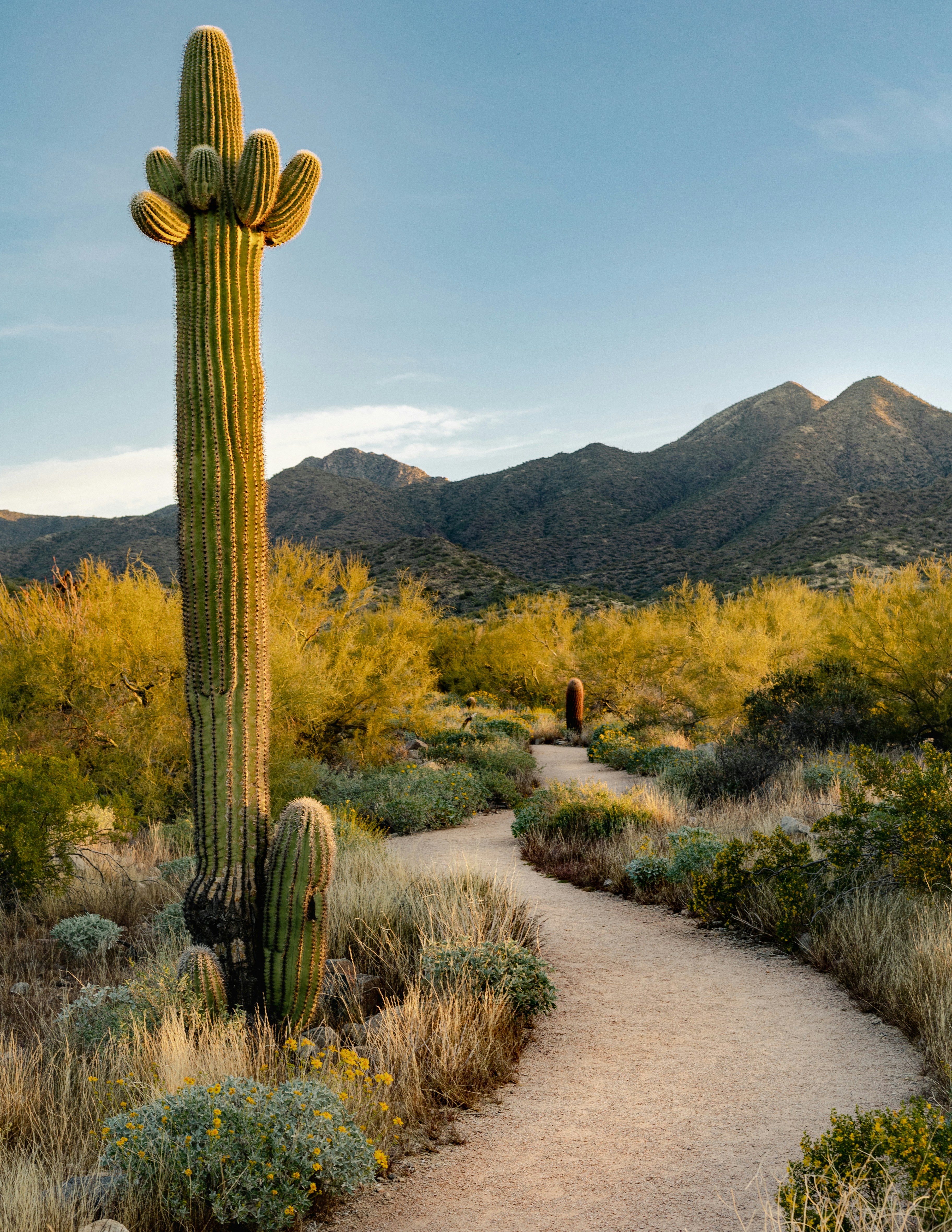 Un gran cactus parado en medio de un desierto foto – Imagen de Flores ...