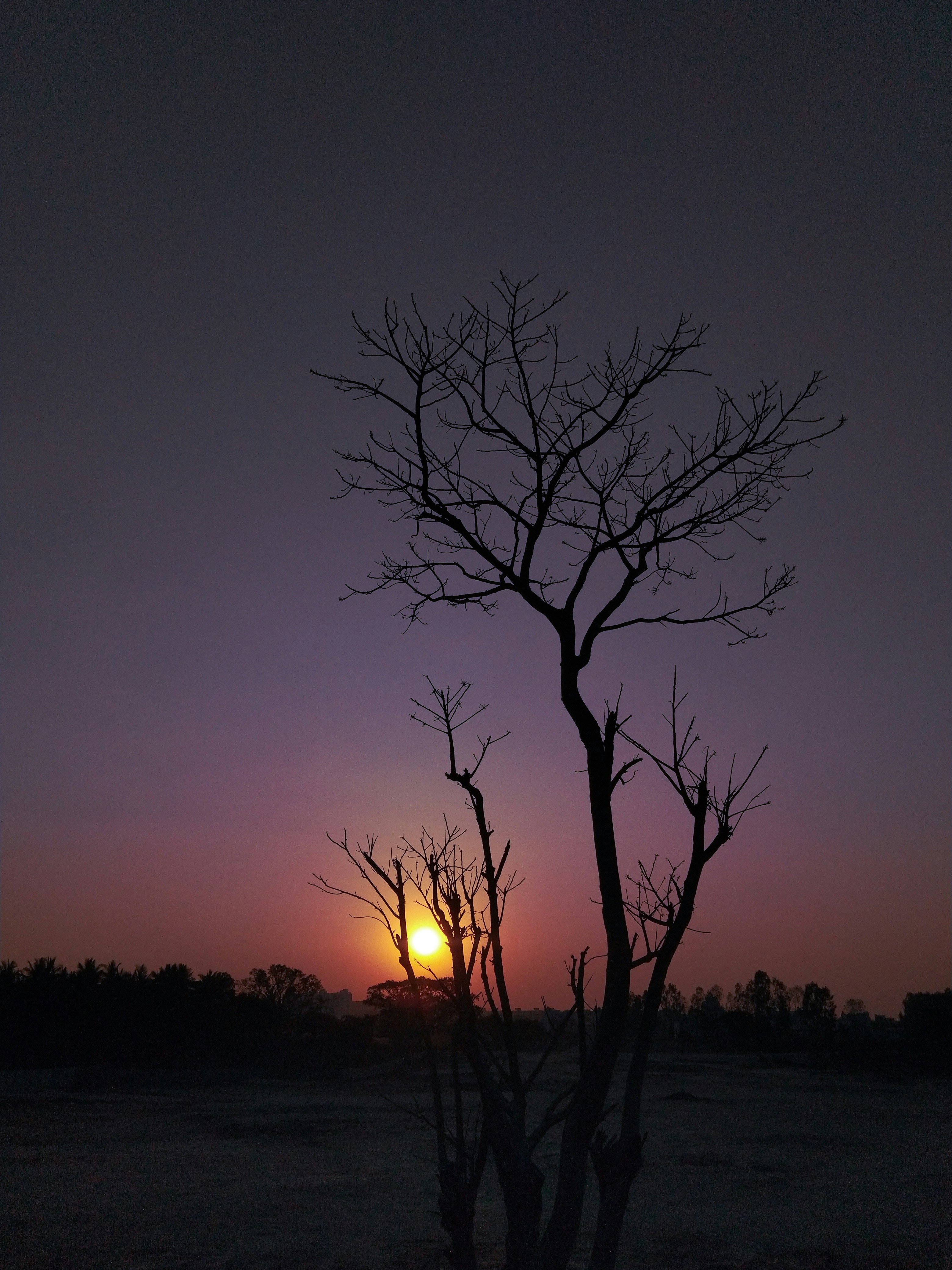 Leafless tree silhouetted against a vibrant sunset, capturing the transition from day to night.