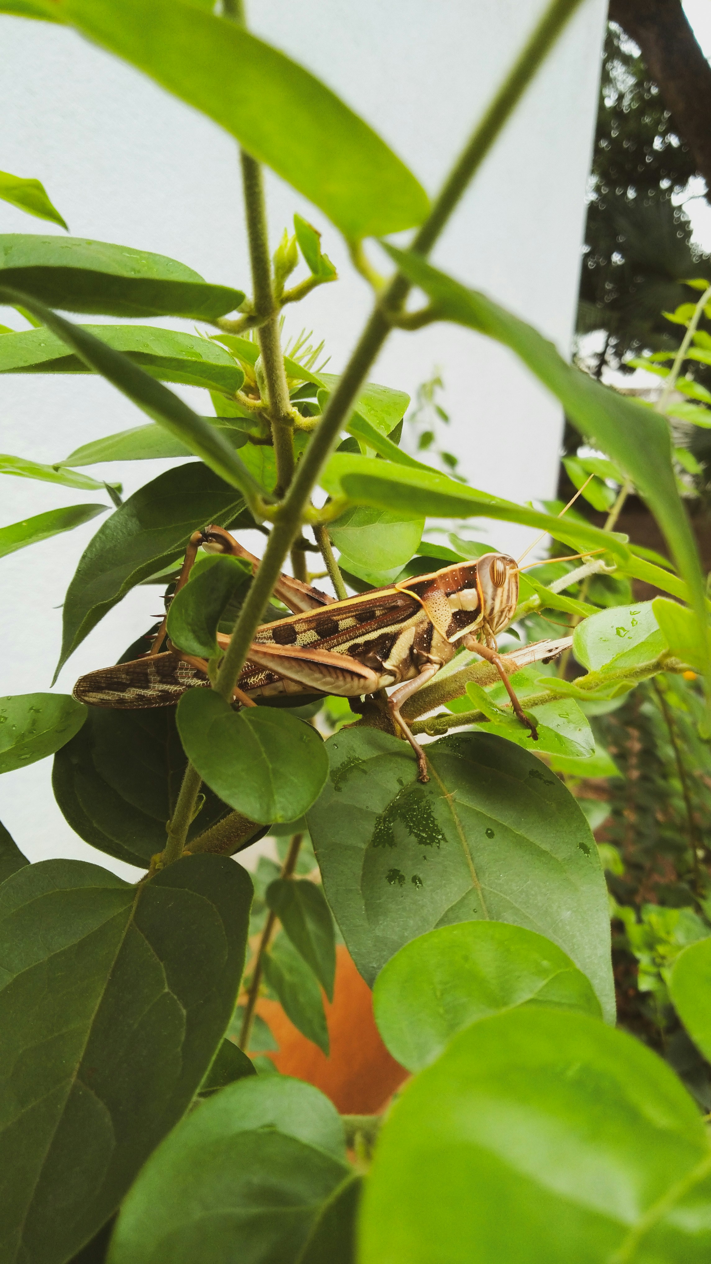A grasshopper camouflaged among lush green leaves, showcasing its intricate patterns and textures in a garden setting.