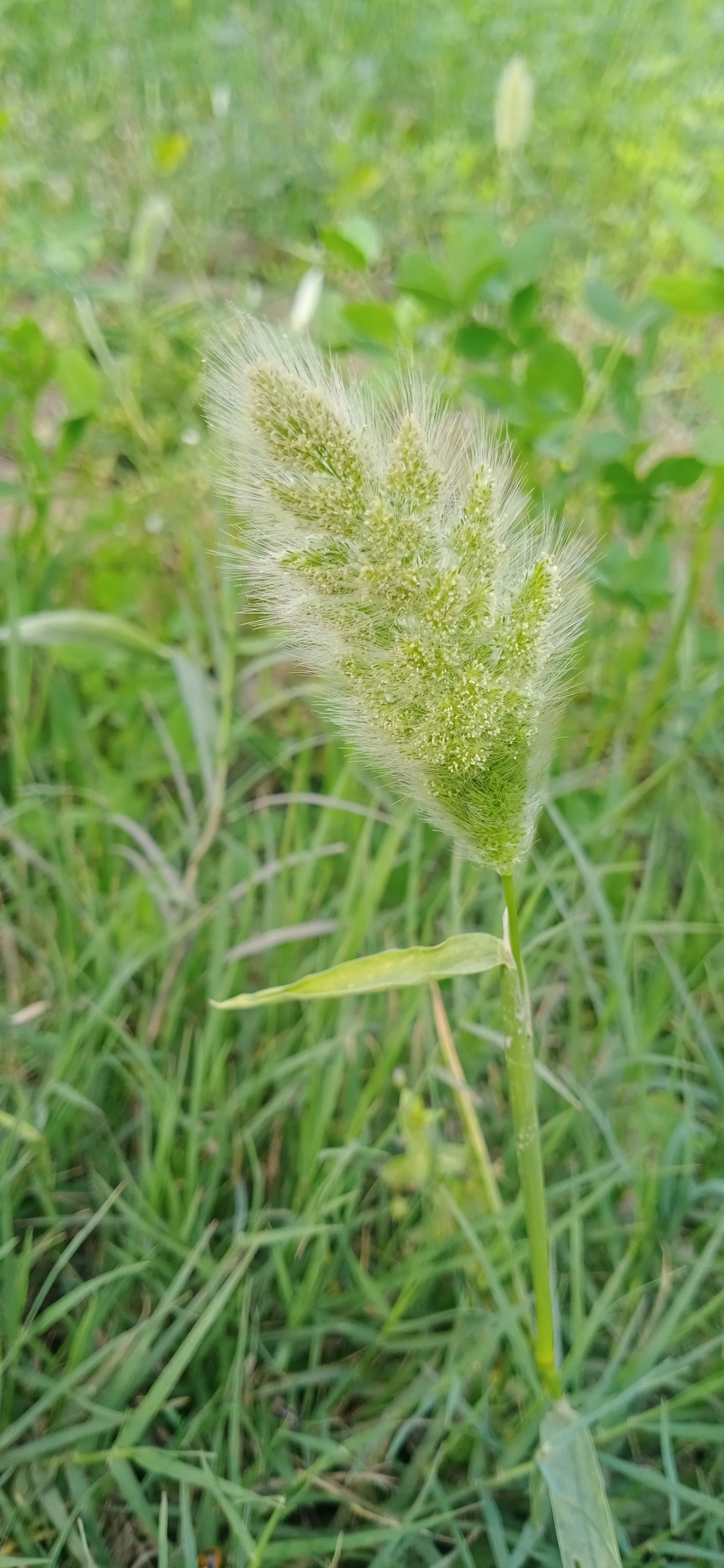 Close-up of a delicate grass flower swaying gently amidst vibrant green foliage, showcasing its unique texture and form.