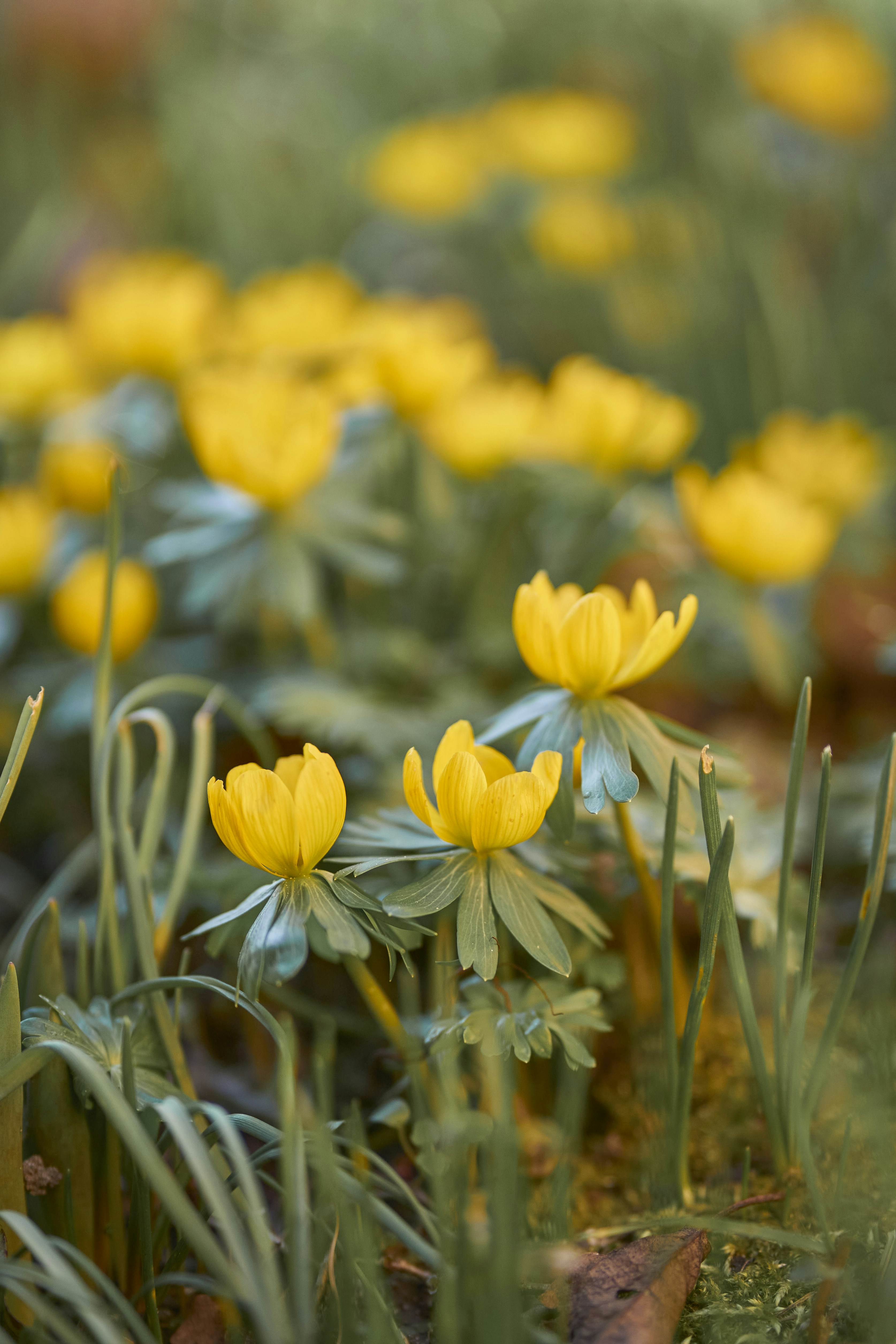 Vibrant yellow flowers bloom among lush green foliage, creating a serene atmosphere in a natural setting.