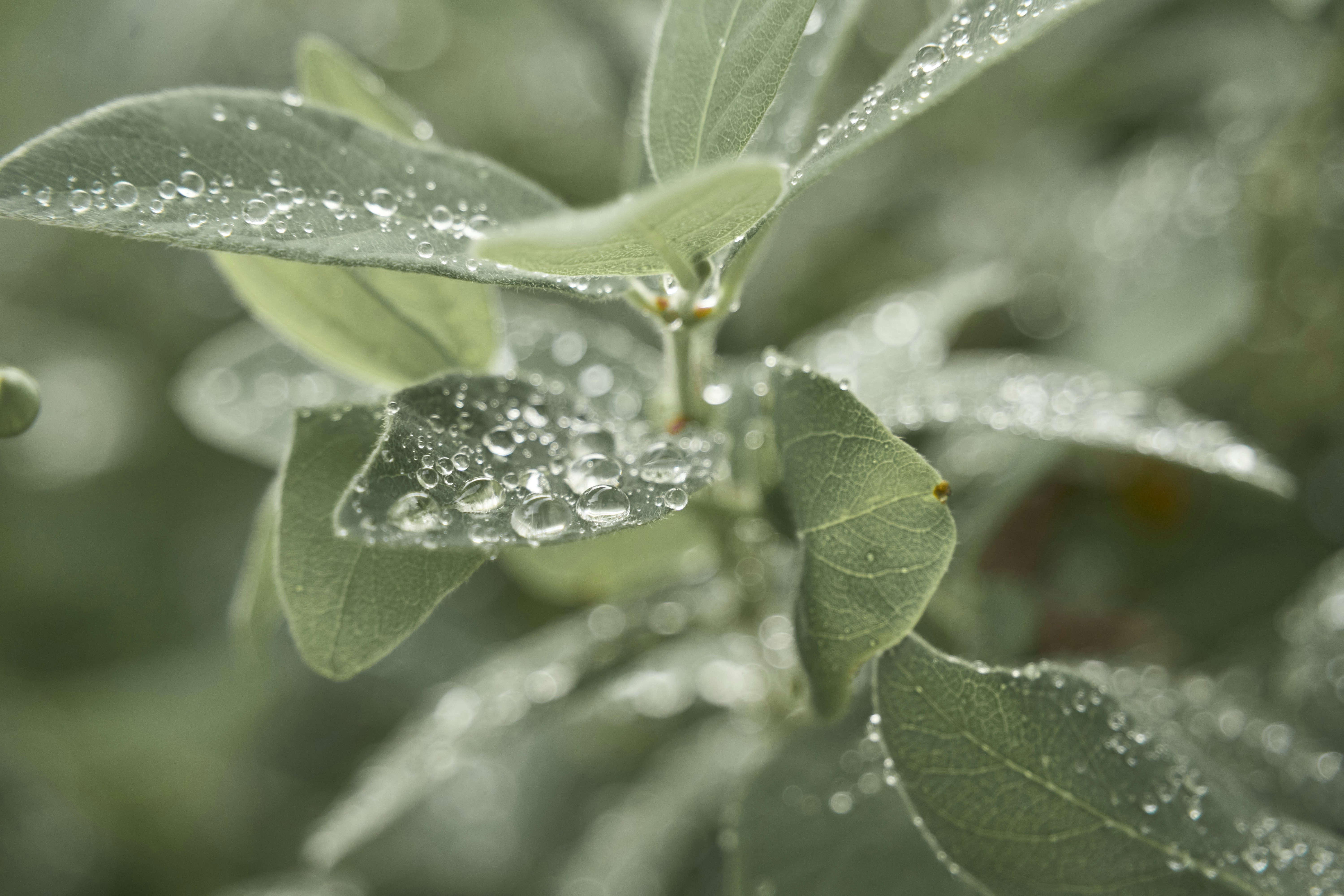 Dew on Olive Leaves: A Macro Portrait of Morning Texture