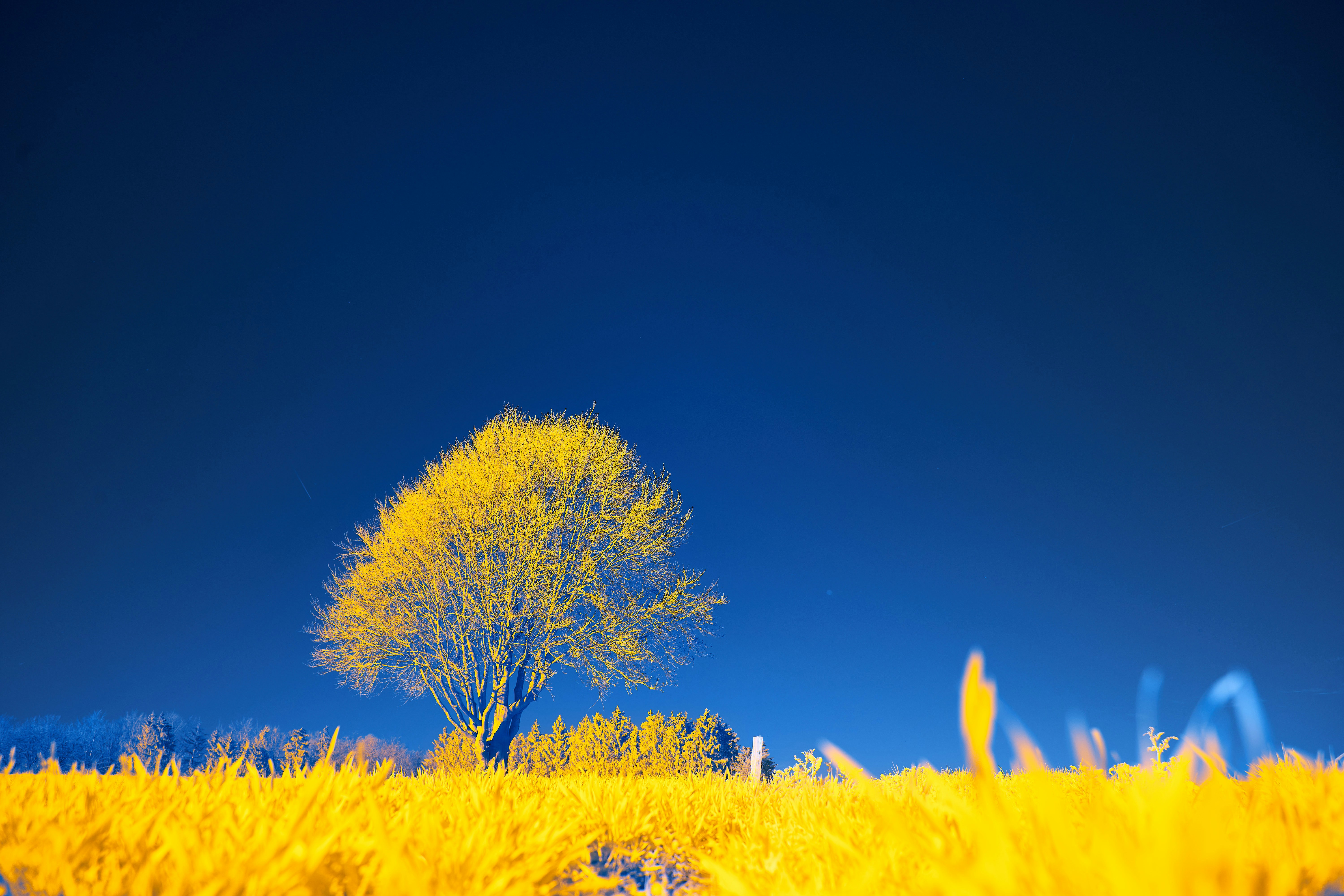 A lone tree in the middle of a field photo – Free Flags Image on Unsplash