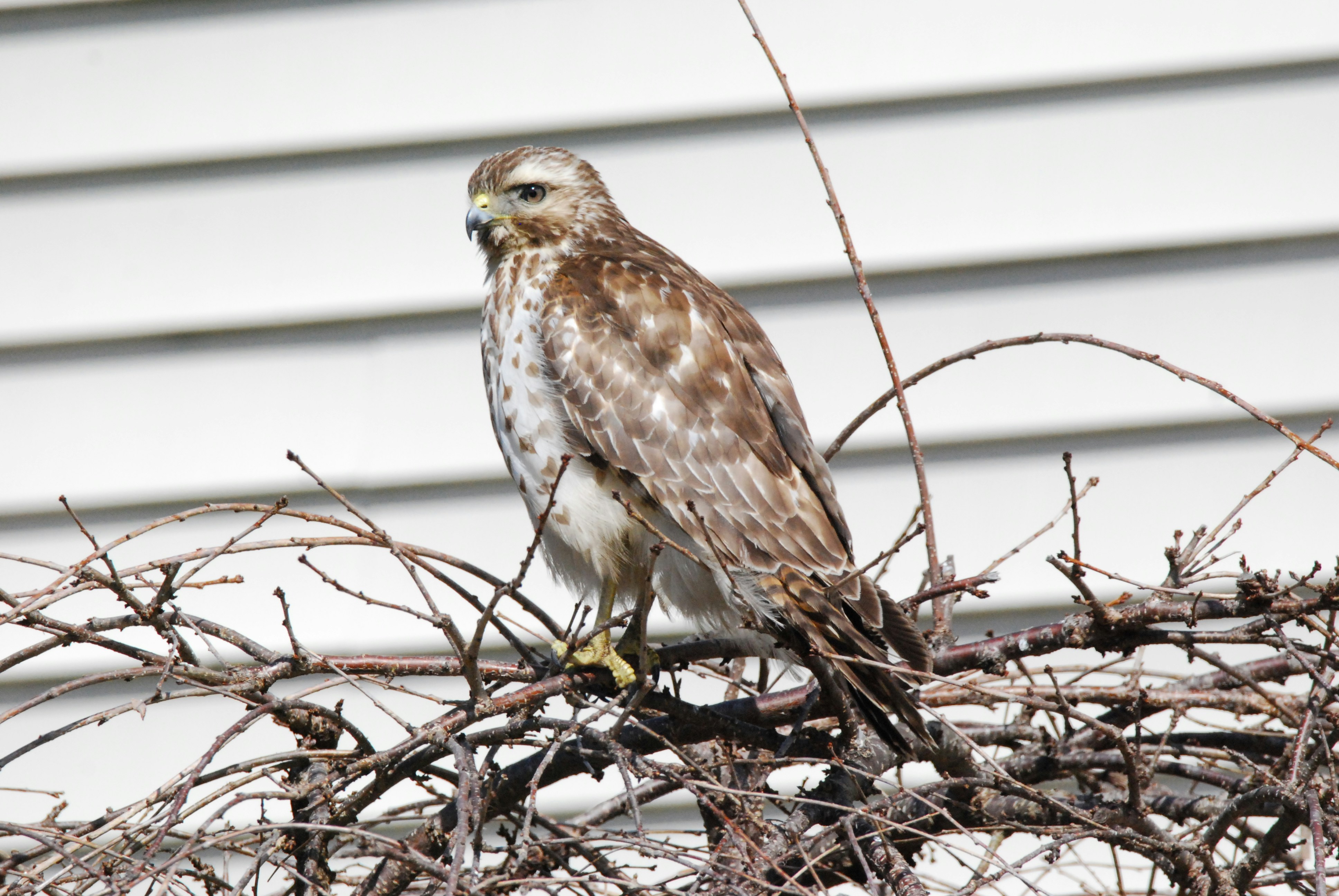 Hawk on a Twig-Threaded Perch Against a Suburban Siding