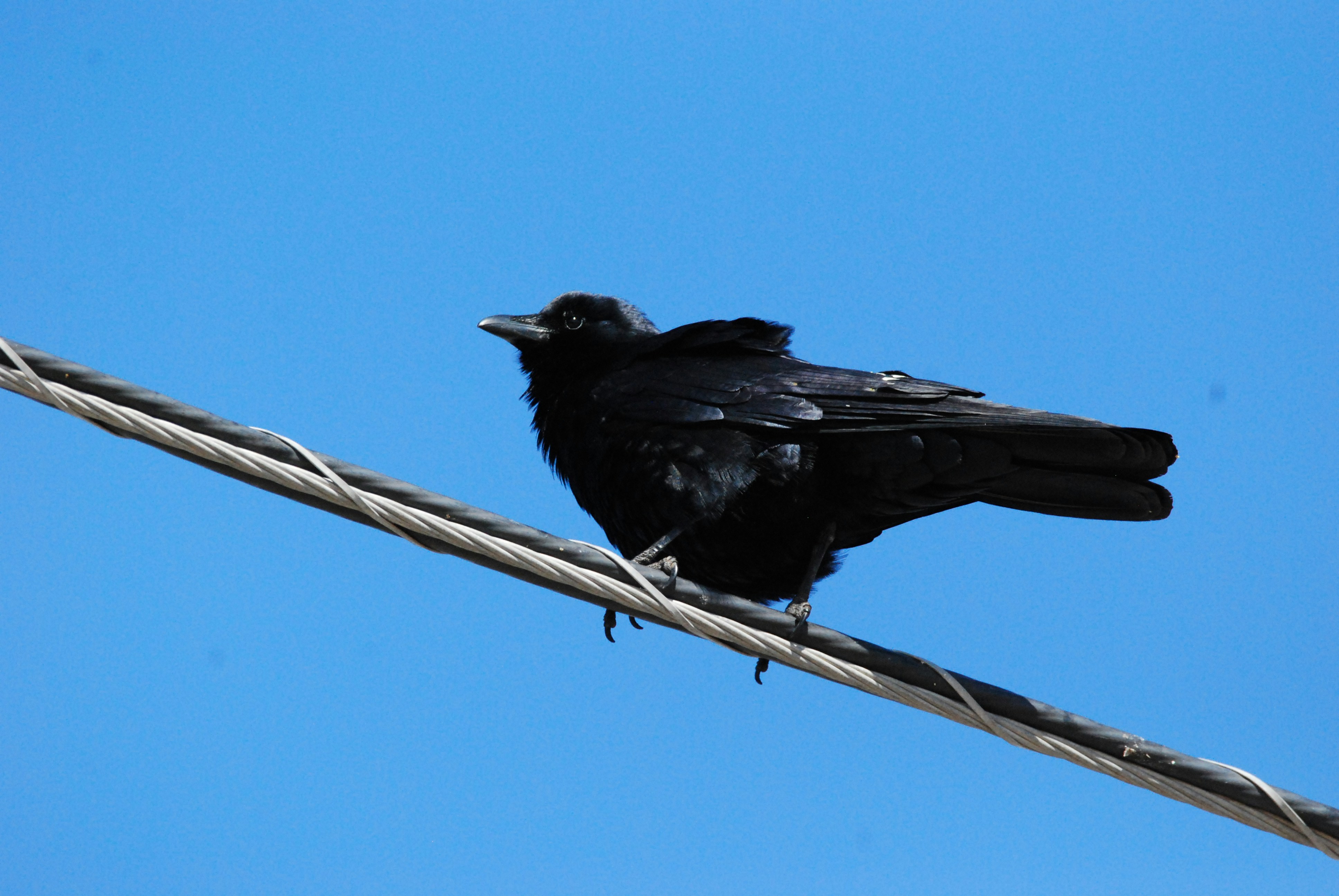 Black bird perched on a power line against a clear blue sky.